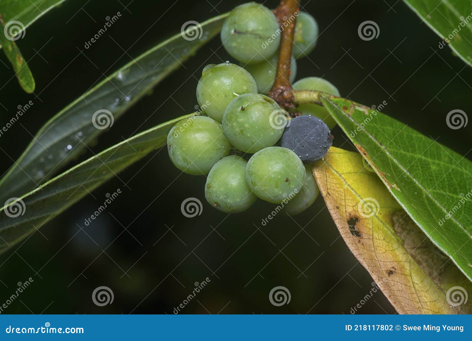 Branch of Tiny Cluster of Sprouting Ficus Microcarpa Fruits. Stock ...
