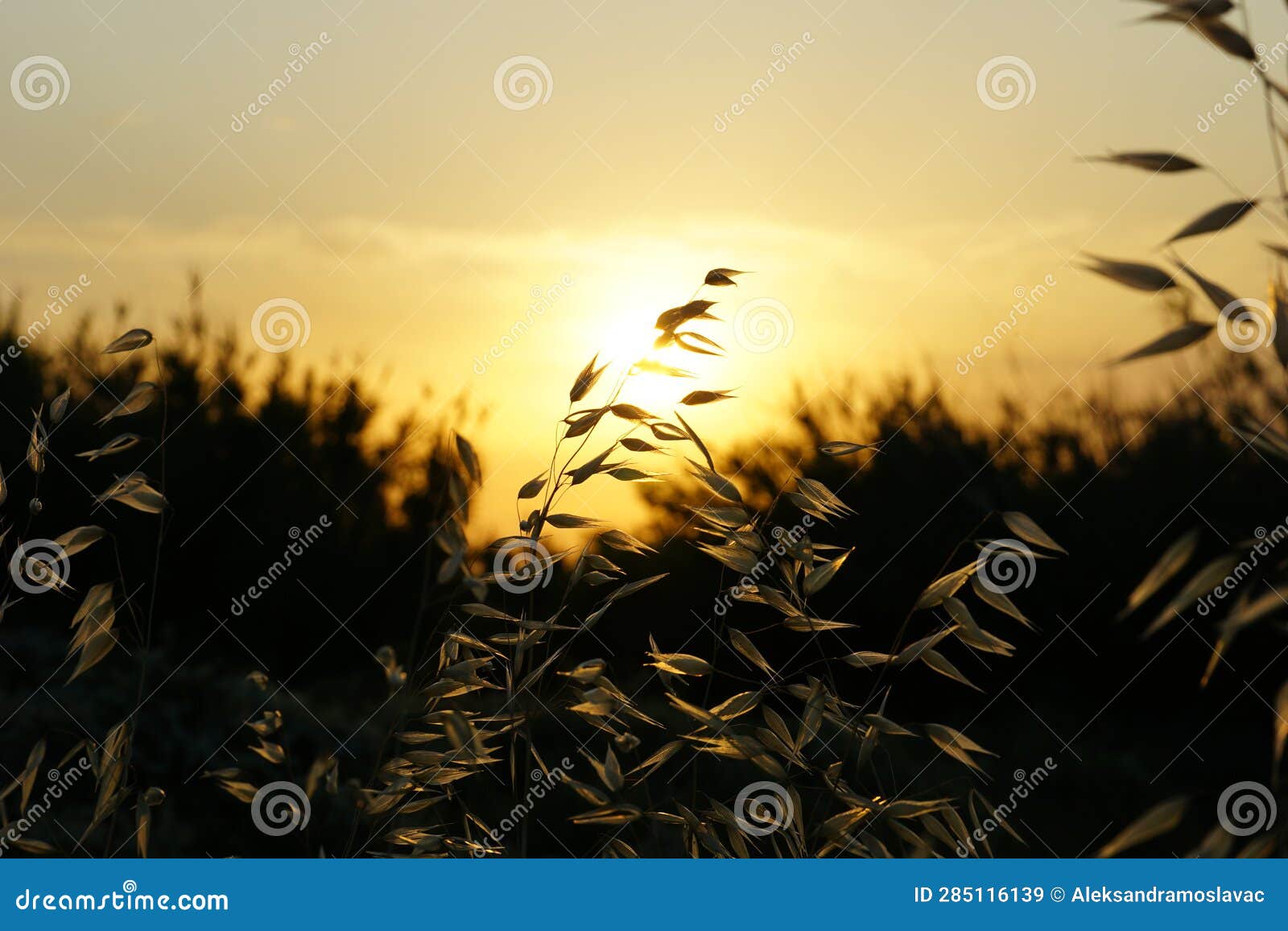 Branch of Tiny Weed Plant in Front of Sunset Stock Image - Image of ...
