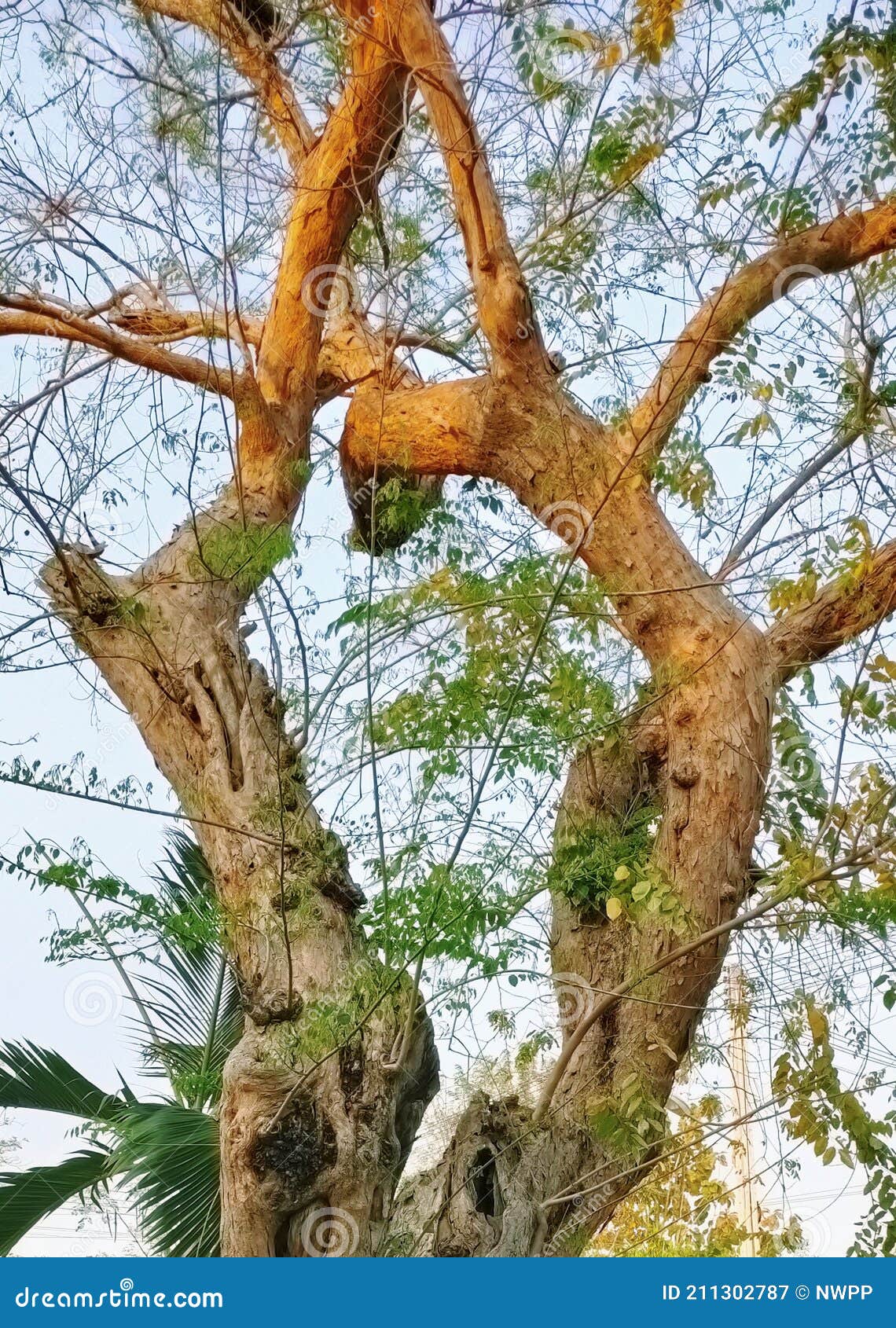 Branch of the tree stock image. Image of leaf, grove - 211302787