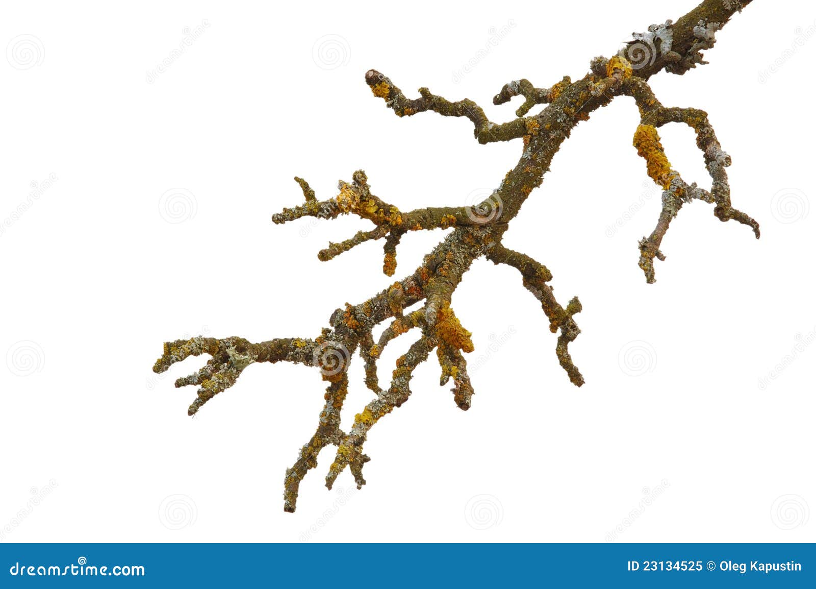 Branch of a tree stock image. Image of pear, texture - 23134525