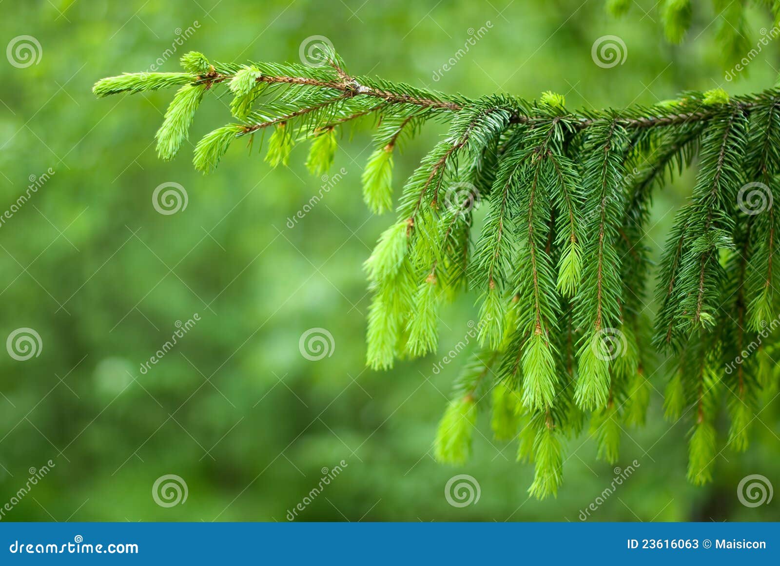 The branch of tree. stock image. Image of nature, bush - 23616063