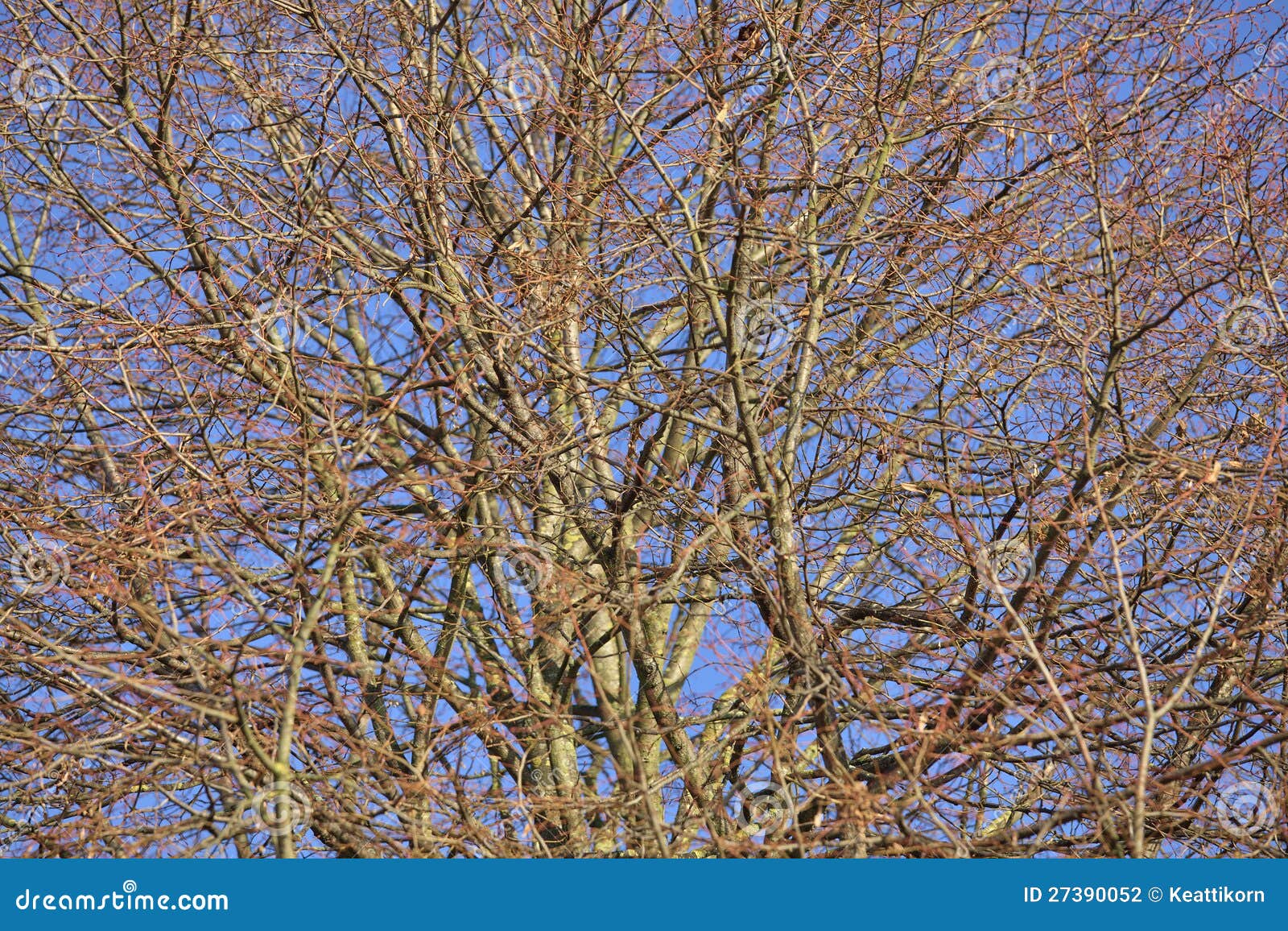 Branch of tree stock photo. Image of blue, plant, design - 27390052