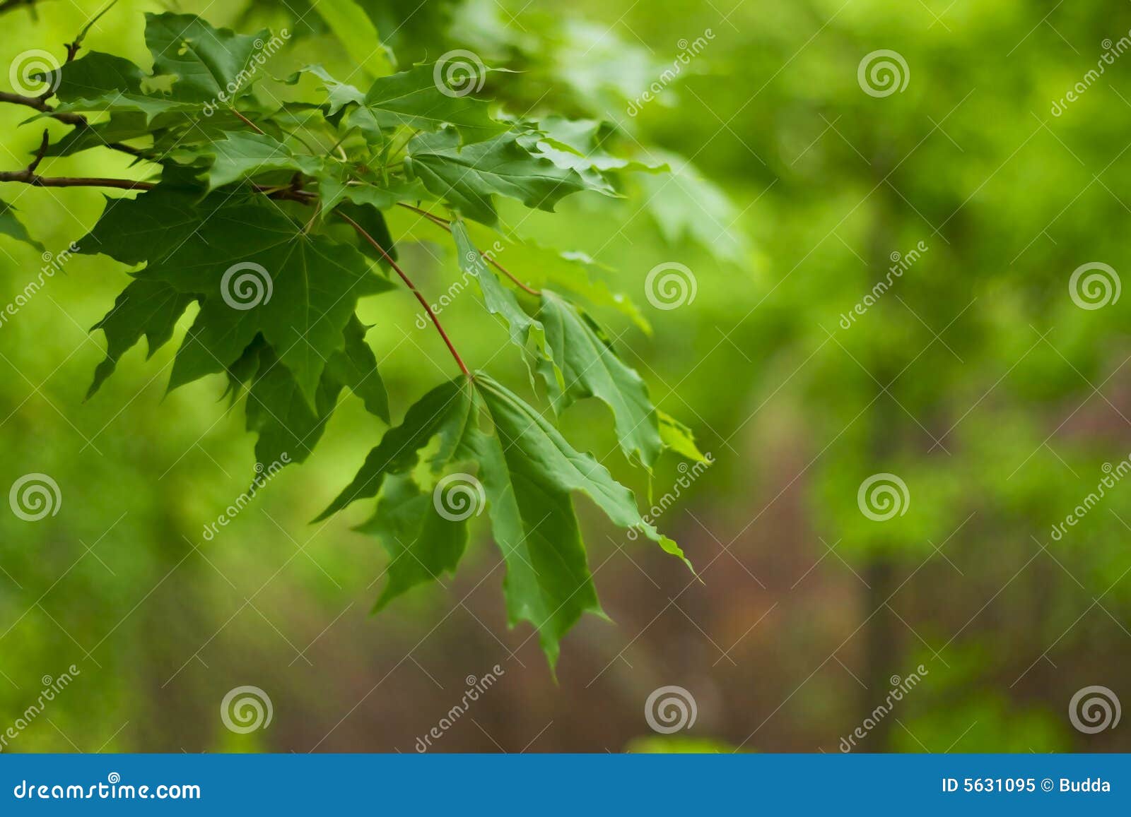 Branch of a tree stock image. Image of leaf, tree, floral - 5631095