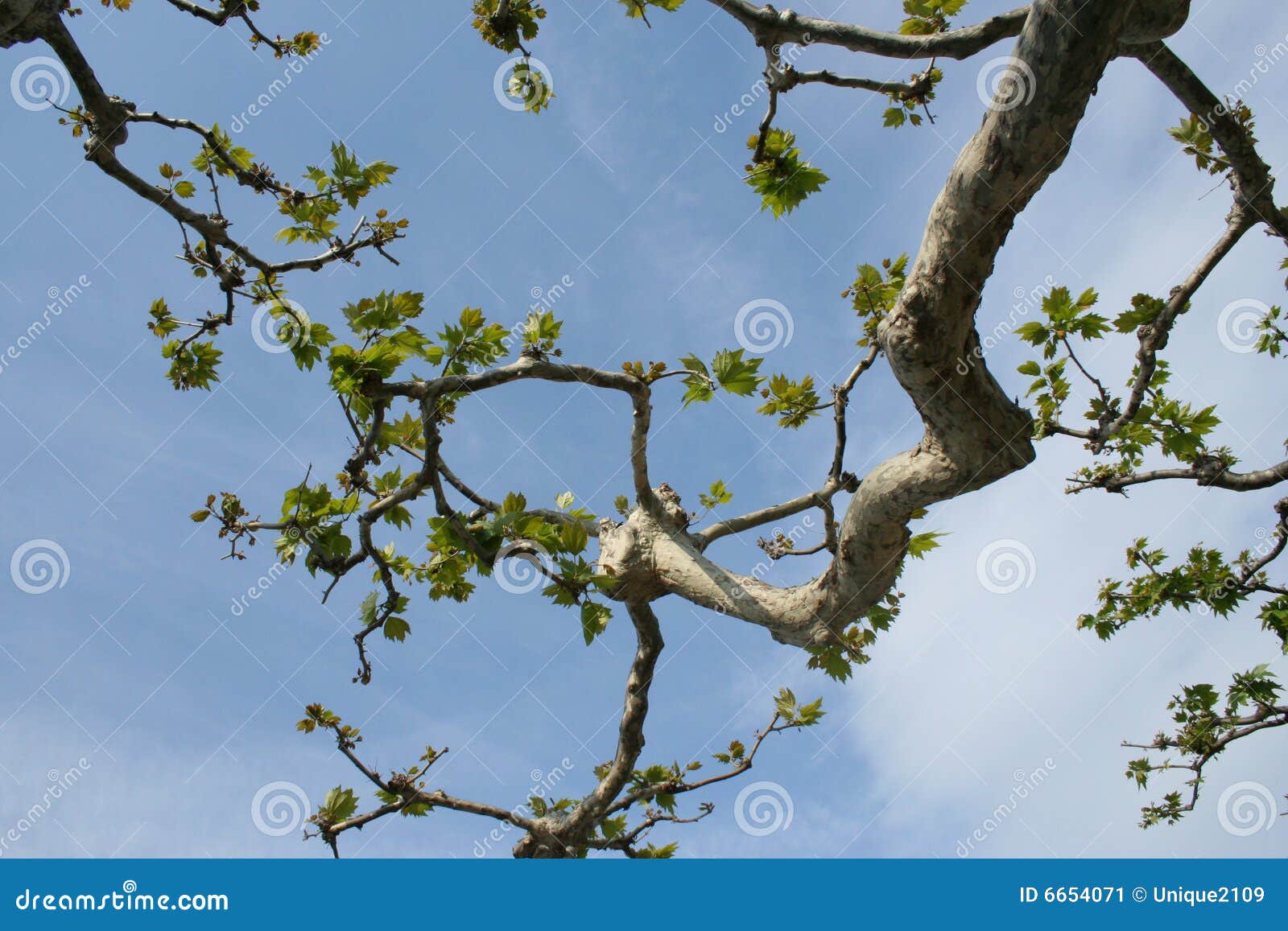 A branch of a tree stock image. Image of tree, scene, outdoors - 6654071