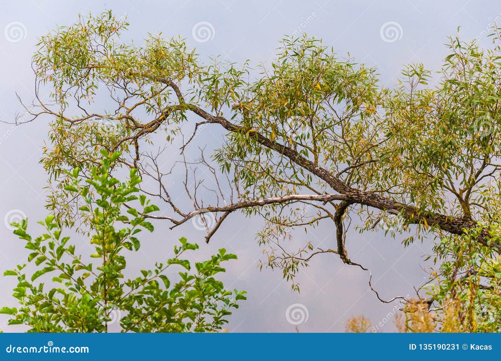 Branch of Tree Above the Water of a River Stock Image - Image of europe ...