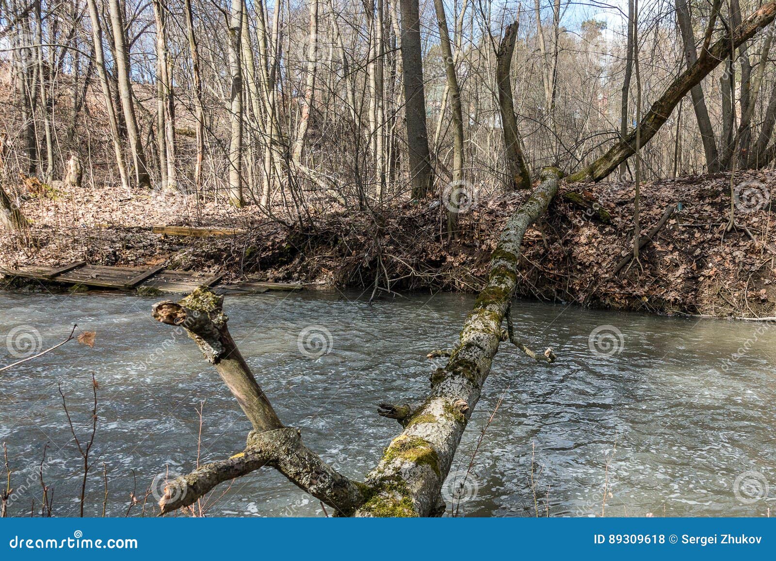 Branch of a Tree Across a Stream Stock Photo - Image of branch, forest ...