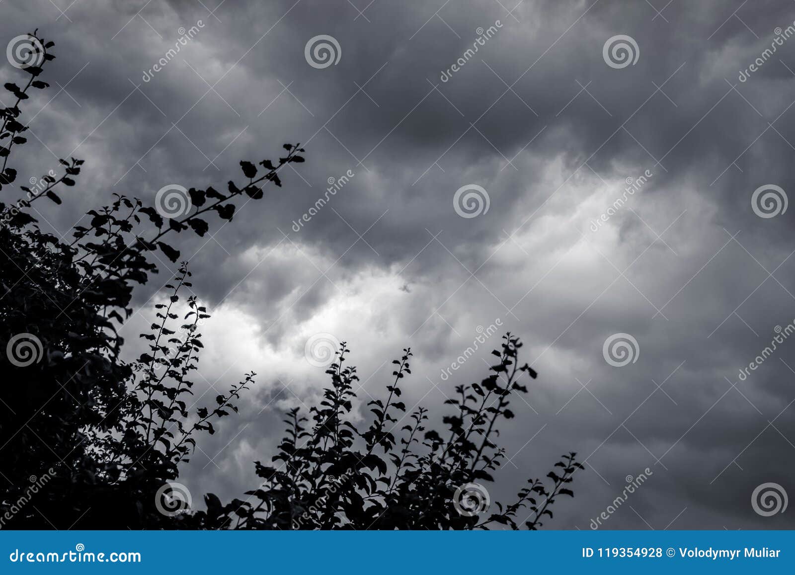 A Branch of a Tree Against the Background of a Dark Stormy Sky. Stock ...