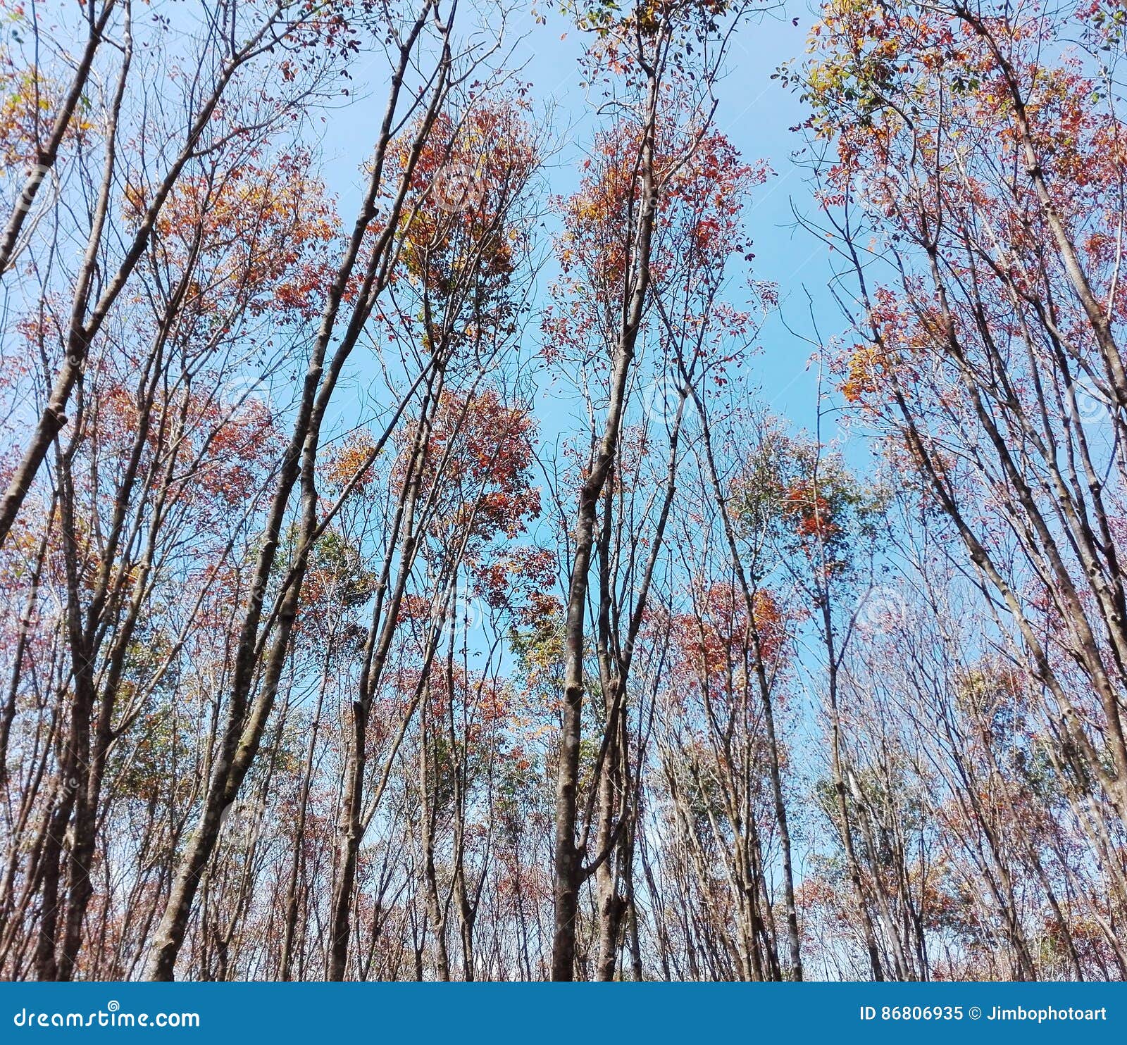 Branch Tree in the Autumn Forest Stock Image - Image of landscape ...