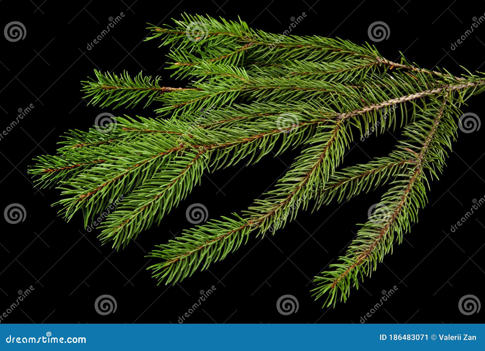 Branch of a Tree on a Black Background Stock Image - Image of season ...