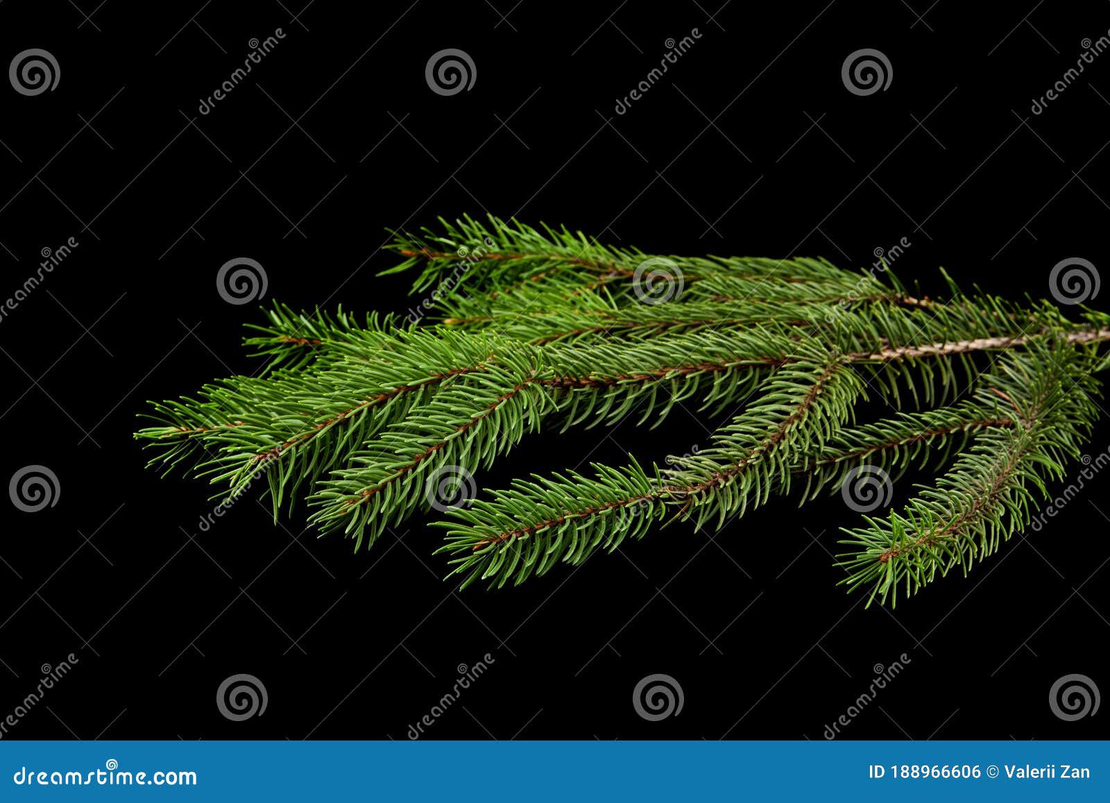 Branch of a Tree on a Black Background Stock Photo - Image of green ...