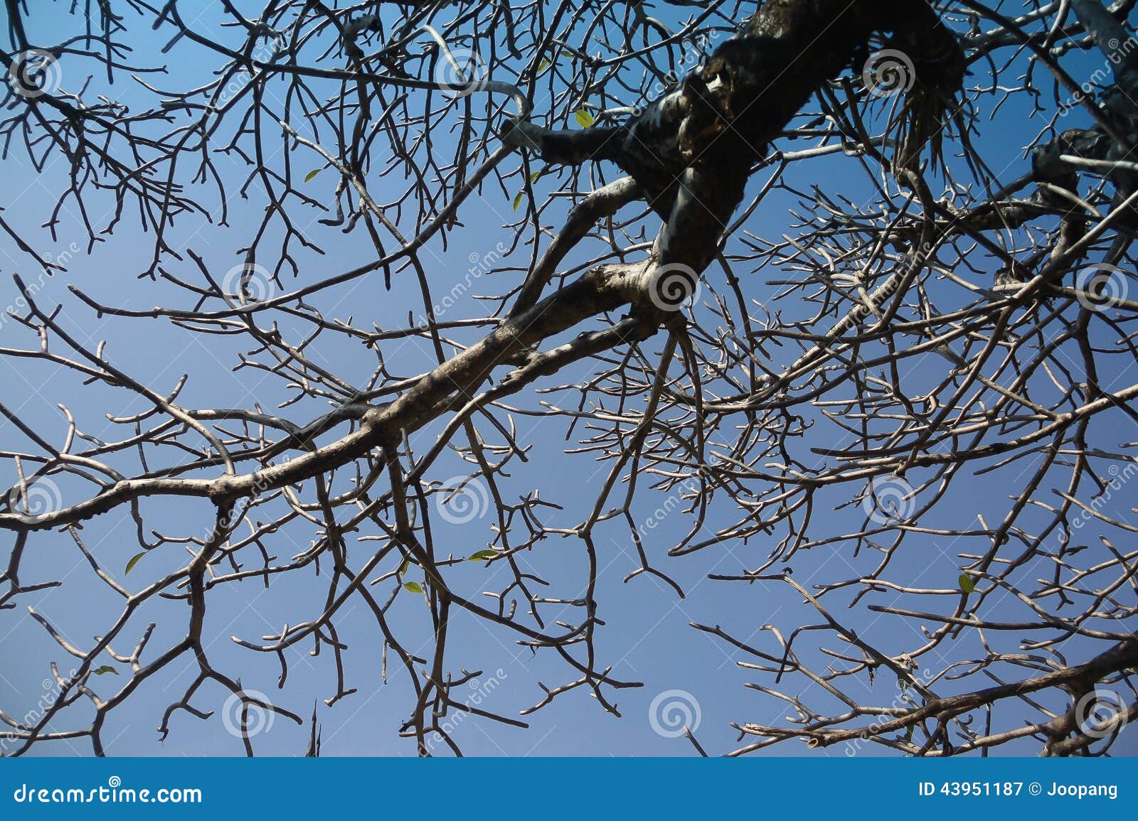 Branch of tree on blue sky stock image. Image of nature - 43951187