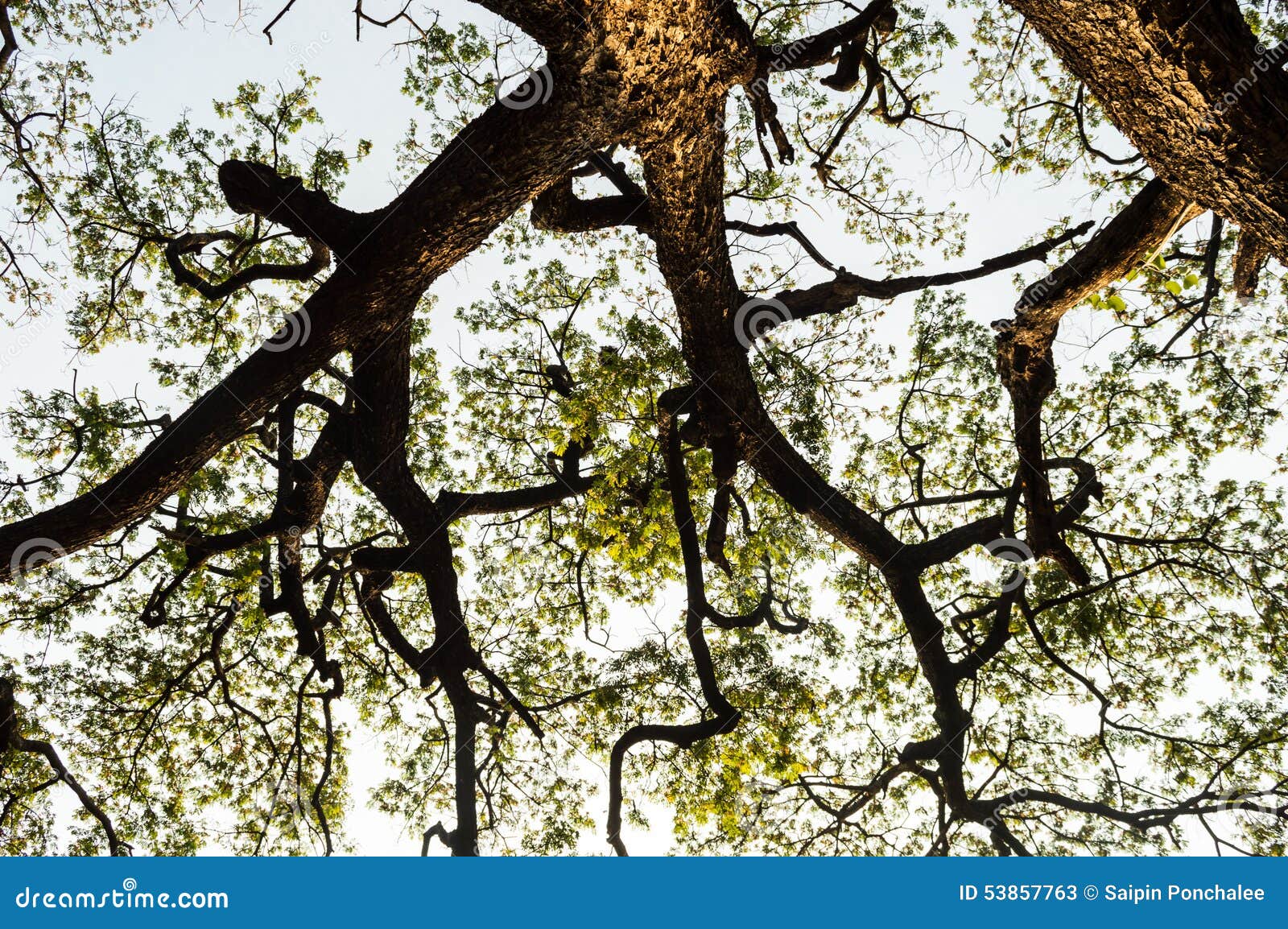 Branch of tree stock image. Image of leaf, nature, botto - 53857763