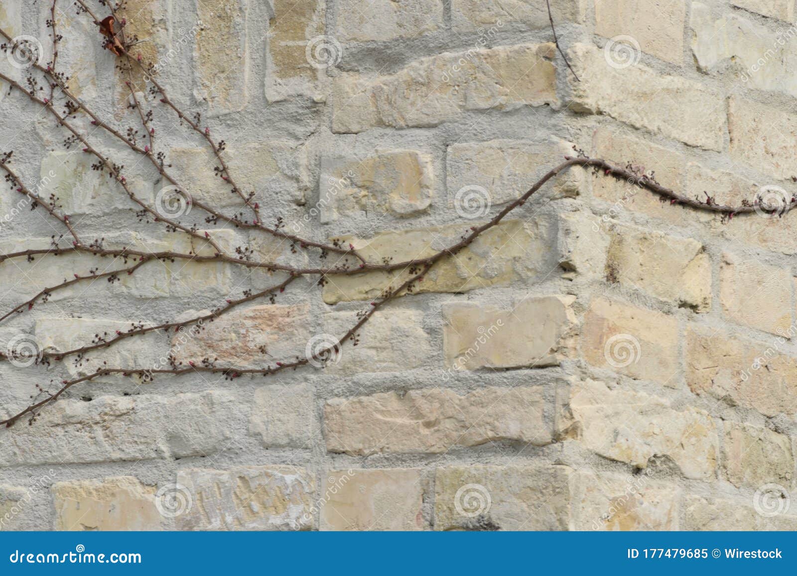 Branch of a Tree on a Brick Wall during Daytime Stock Image - Image of ...