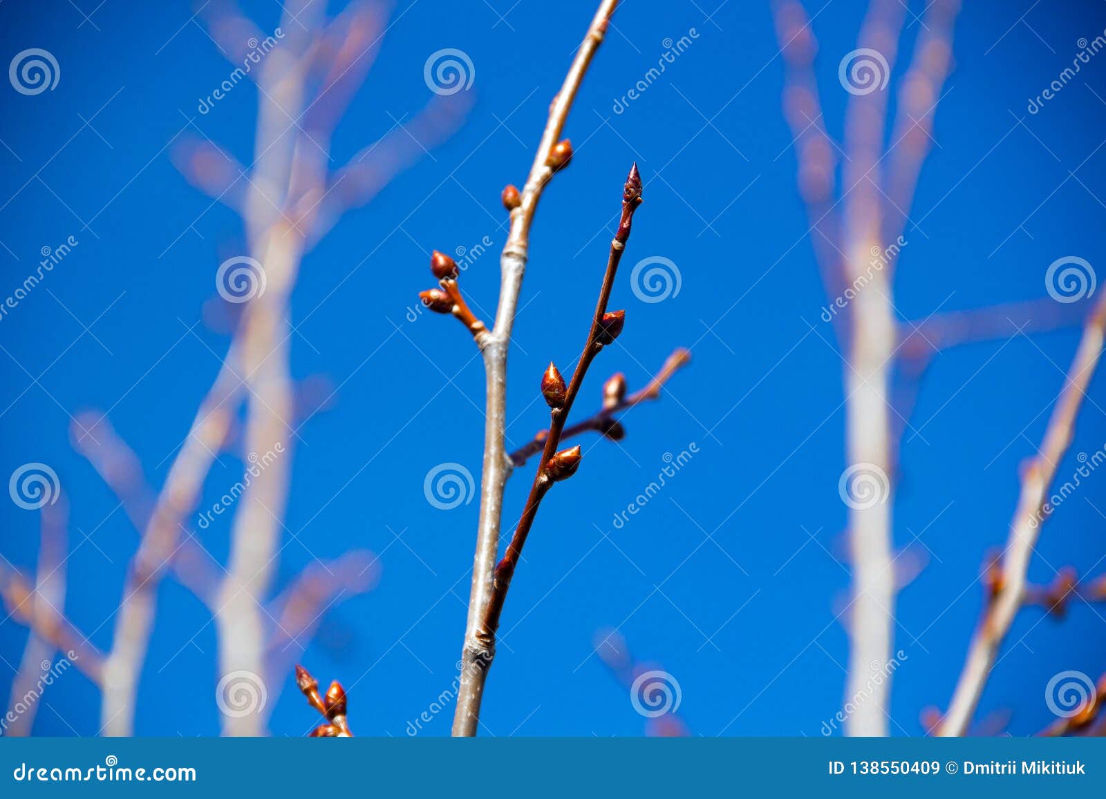 A Branch of a Tree with Buds in Spring Stock Image - Image of floral ...