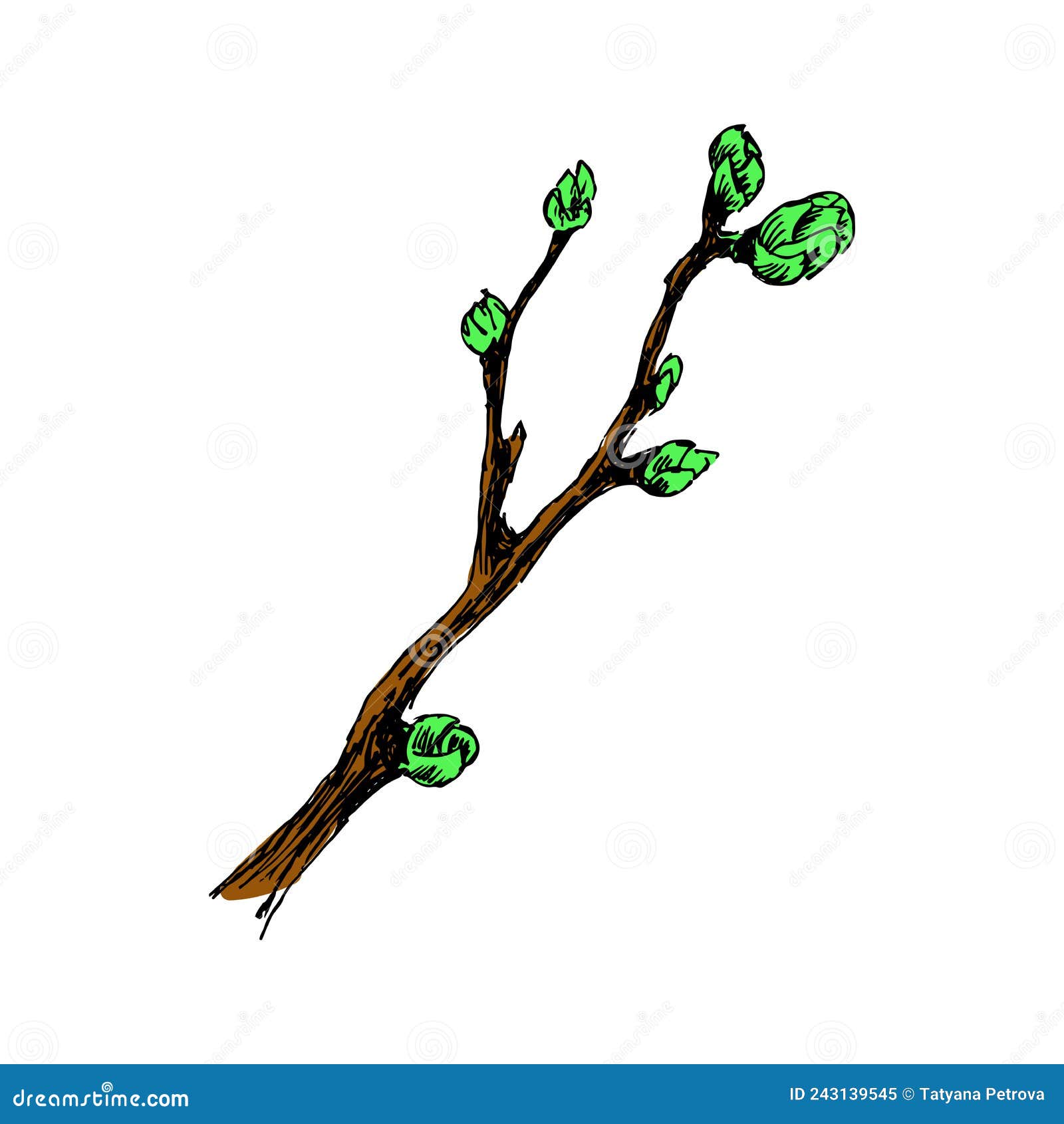 Branch of a Tree with Buds. Hand-drawn Color Sketch Stock Vector ...