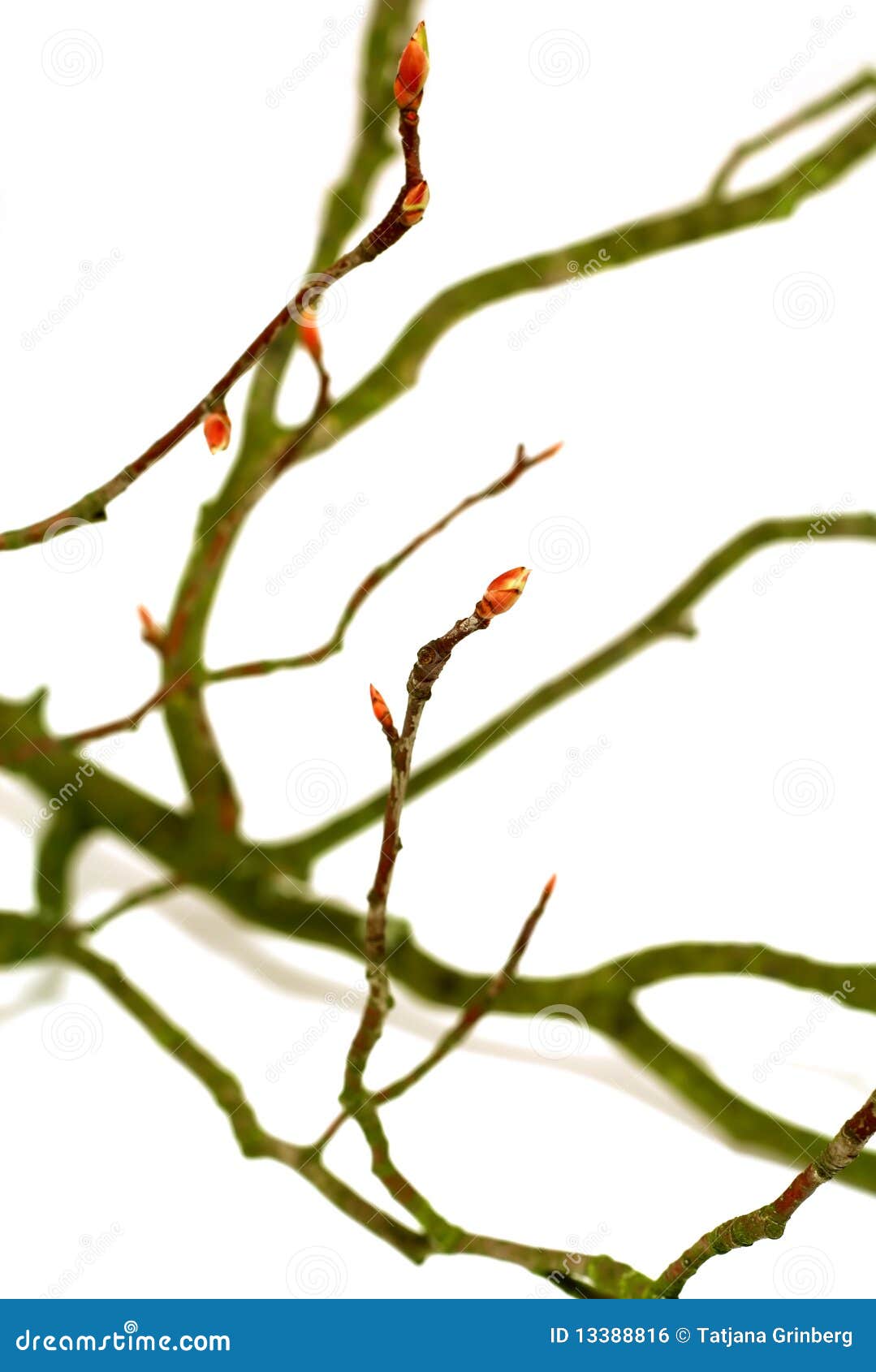 Branch of Tree with Buds Isolated on White Stock Photo - Image of ...