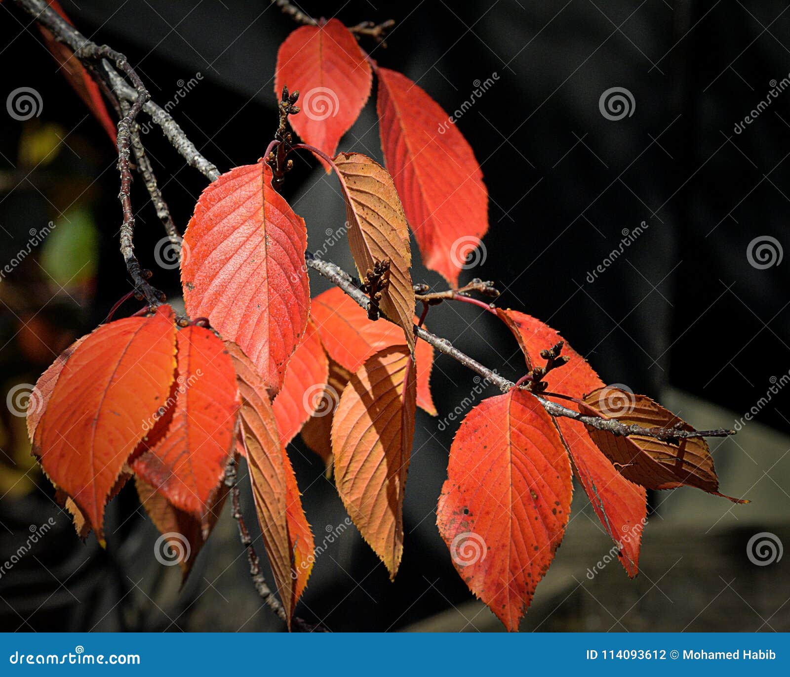 A Branch of a Tree with Colored Leaves of Fall Stock Photo - Image of ...