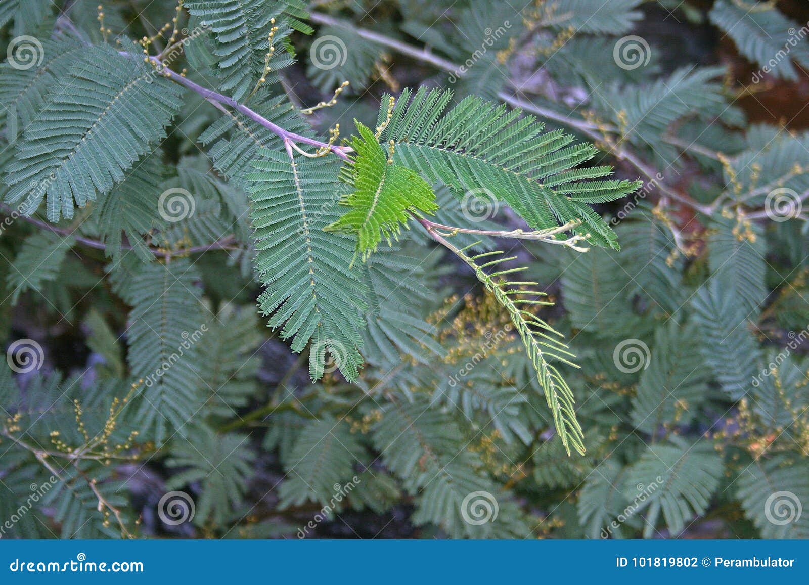 COMPOUND LEAVES on TREE stock photo. Image of botanical - 101819802