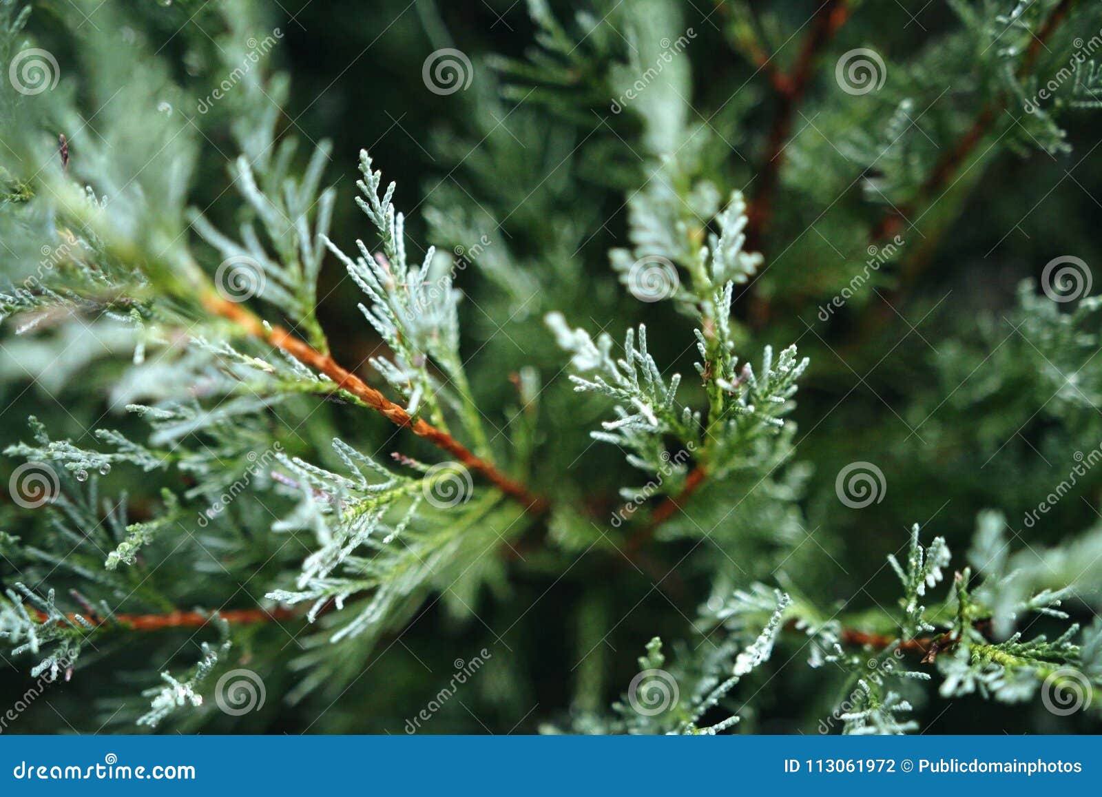 Branch, Tree, Conifer, Pine Family Picture. Image: 113061972