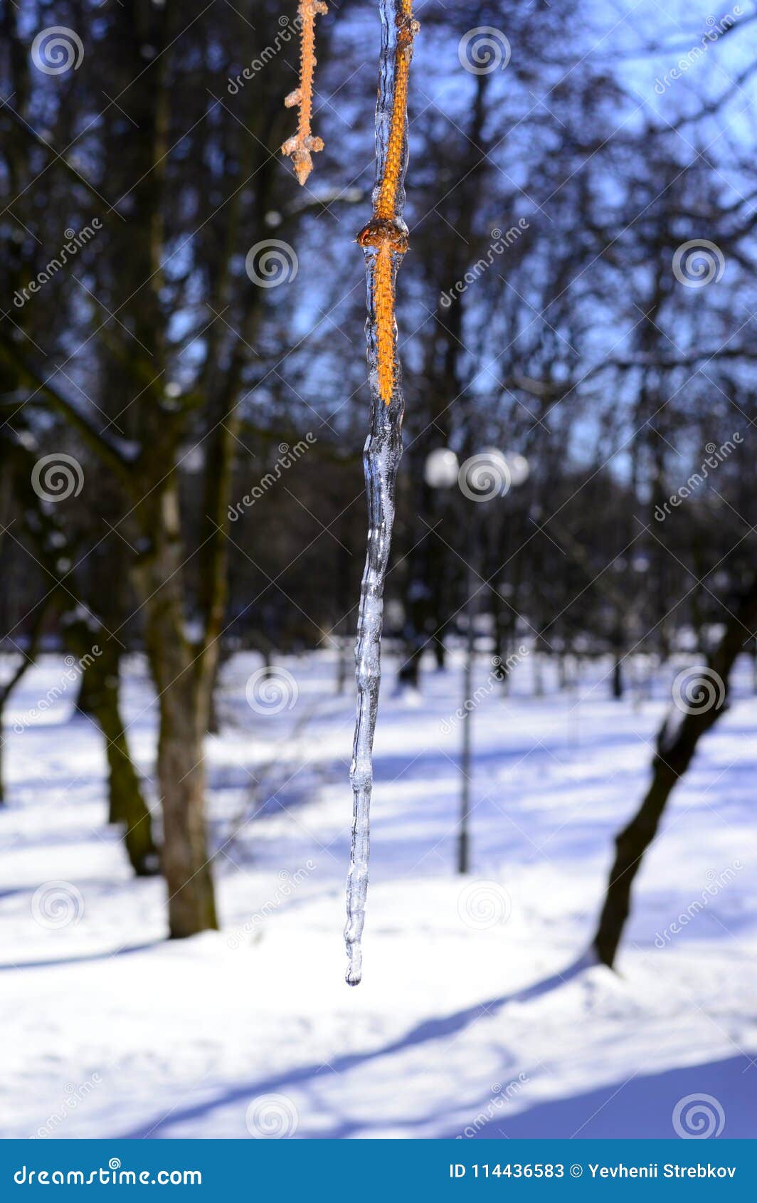 Branch of a tree in ice stock image. Image of glazed - 114436583