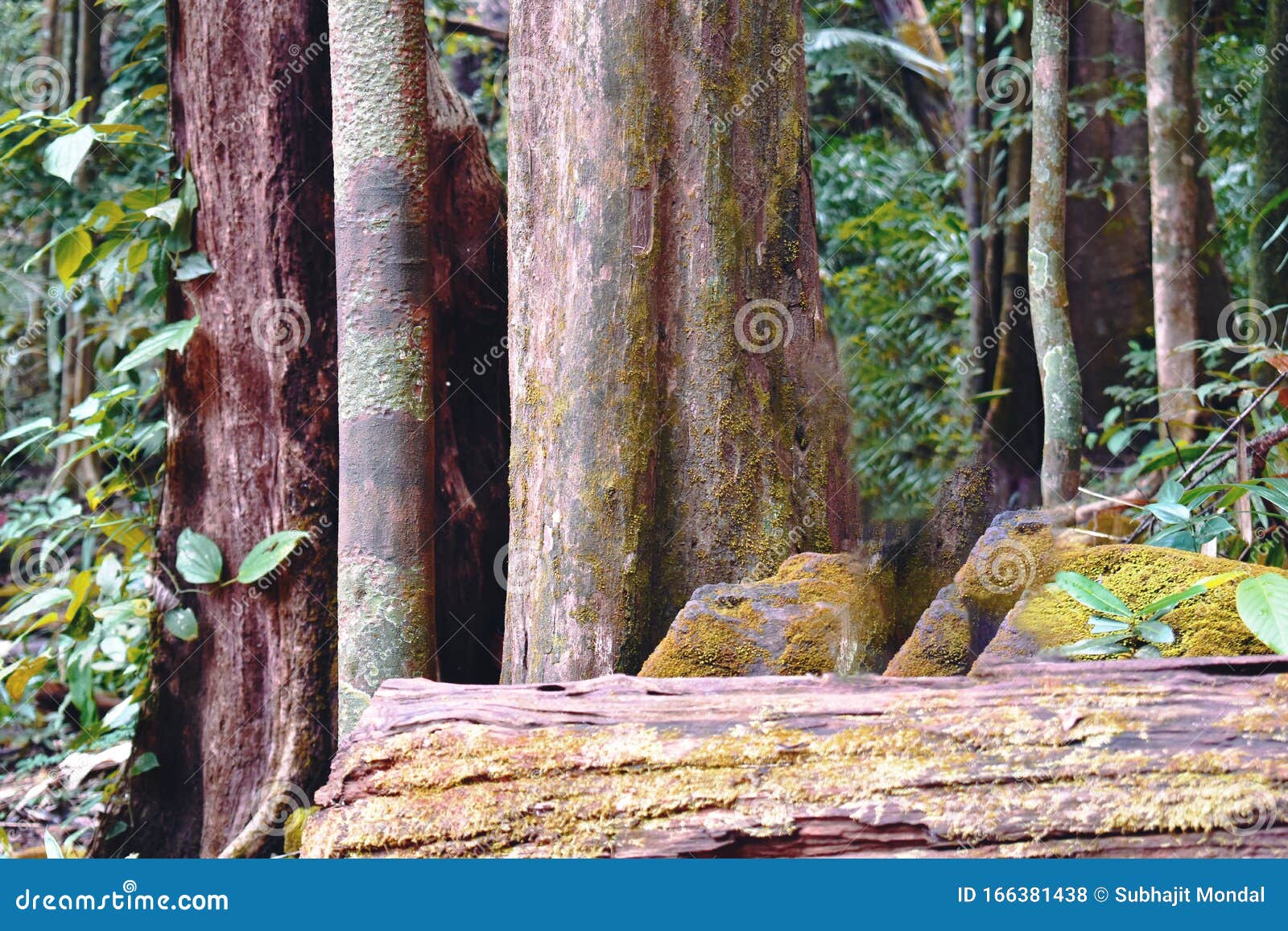 Branch of a Tree in a Dense Forest in Goa, India Stock Photo - Image of ...