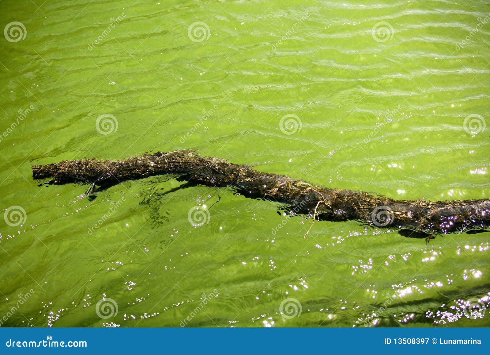 Branch of Tree Floating on Green River Lake Water Stock Image - Image ...