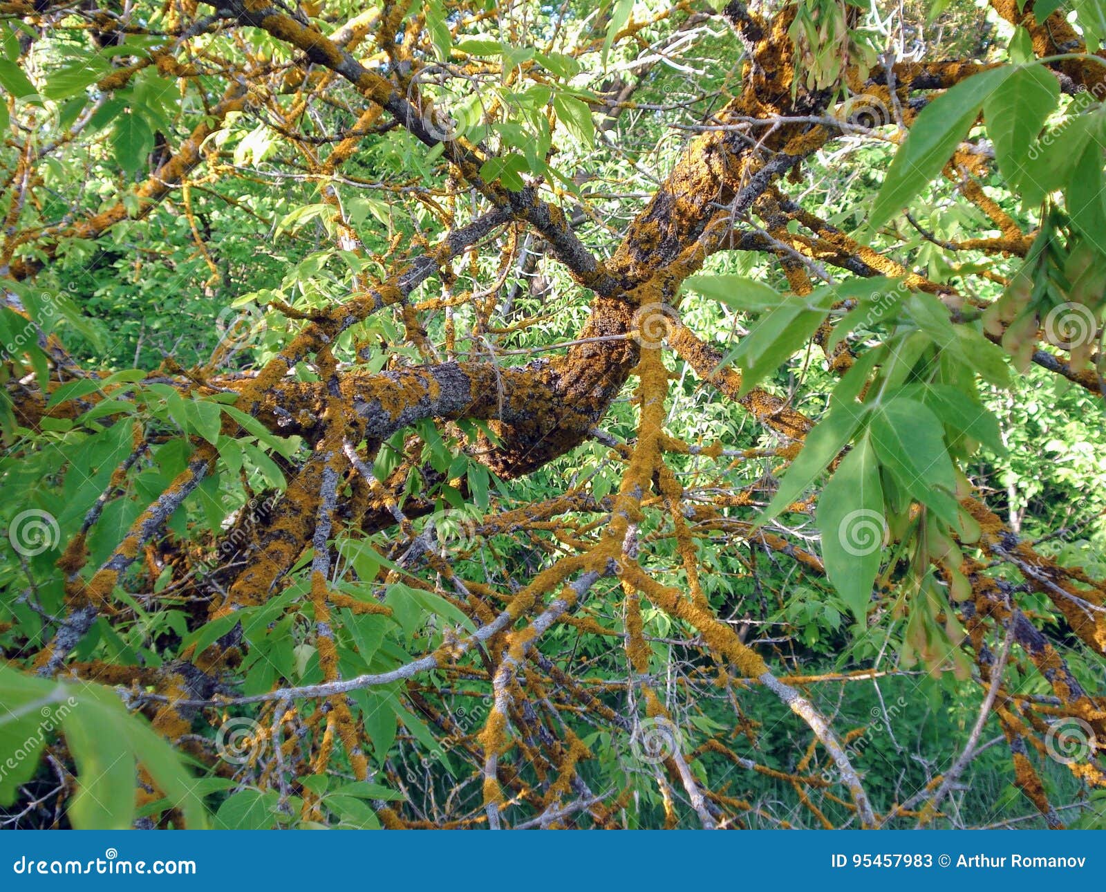 The Branch of the Tree in the Forest is Affected by the Disease. Stock ...