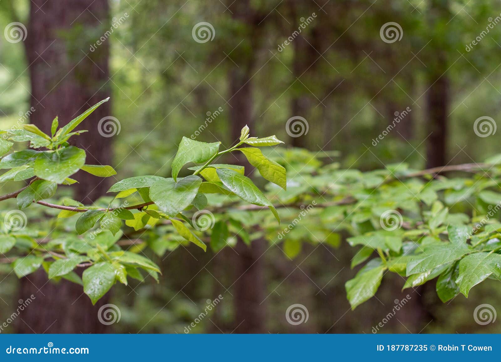 Branch of a Tree with Forest Tree Background Stock Image - Image of ...