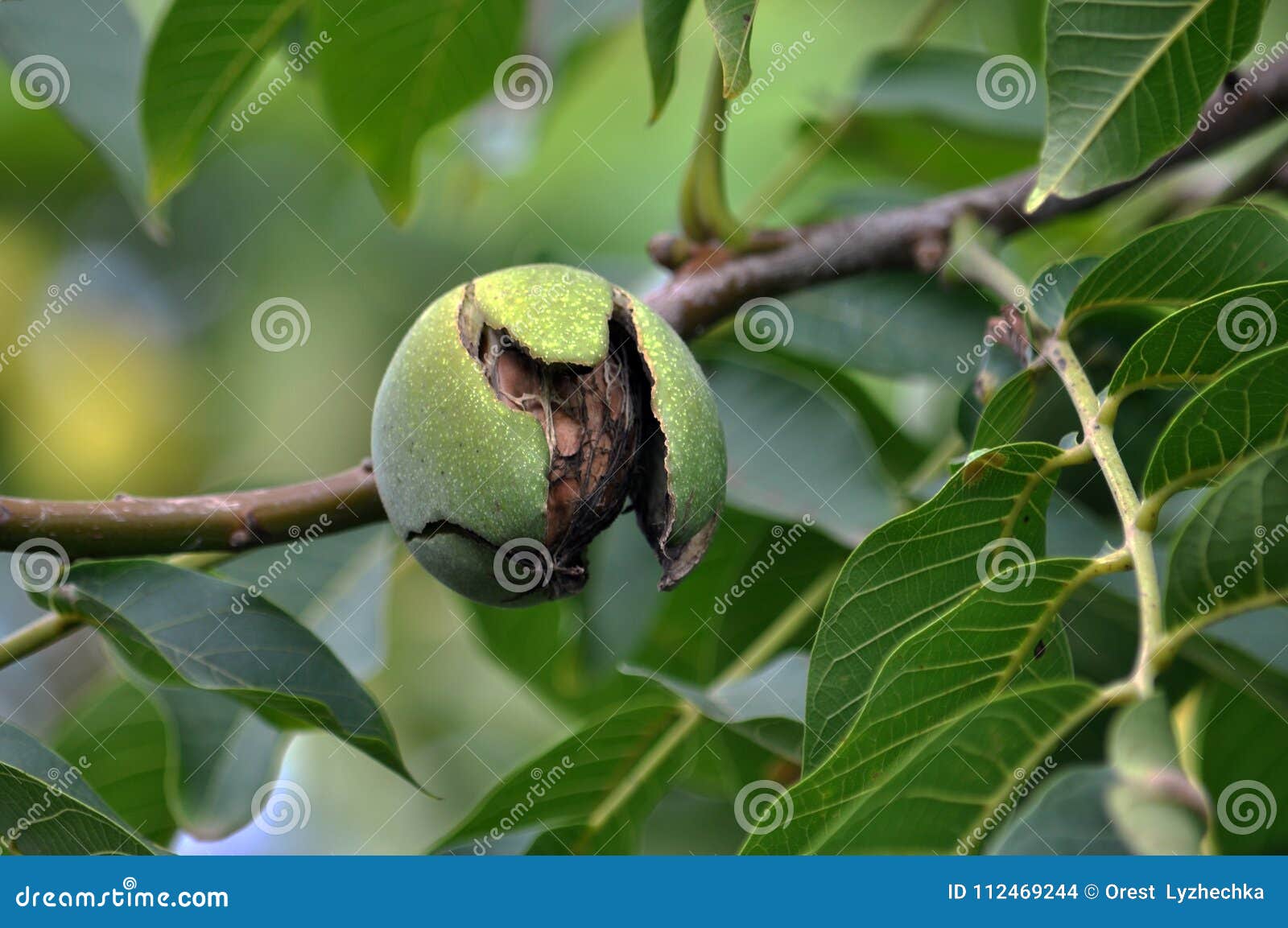 On the Branch of the Tree is the Fruit of the Walnut Stock Photo ...
