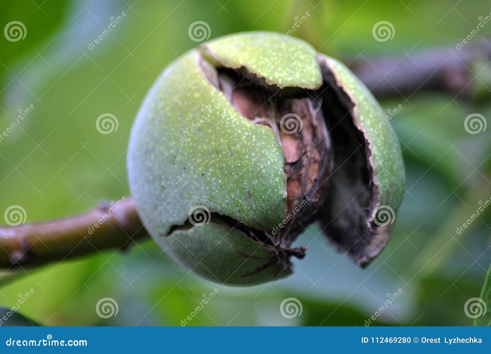 On the Branch of the Tree is the Fruit of the Walnut Stock Photo ...