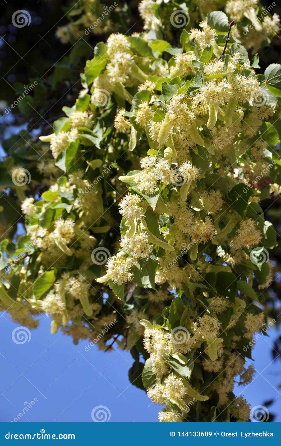 On a Branch of a Tree Bloom Linden Stock Image - Image of closeup ...