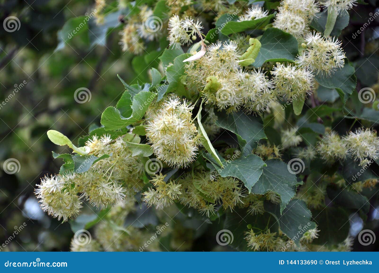 On a Branch of a Tree Bloom Linden Stock Photo - Image of beautiful ...