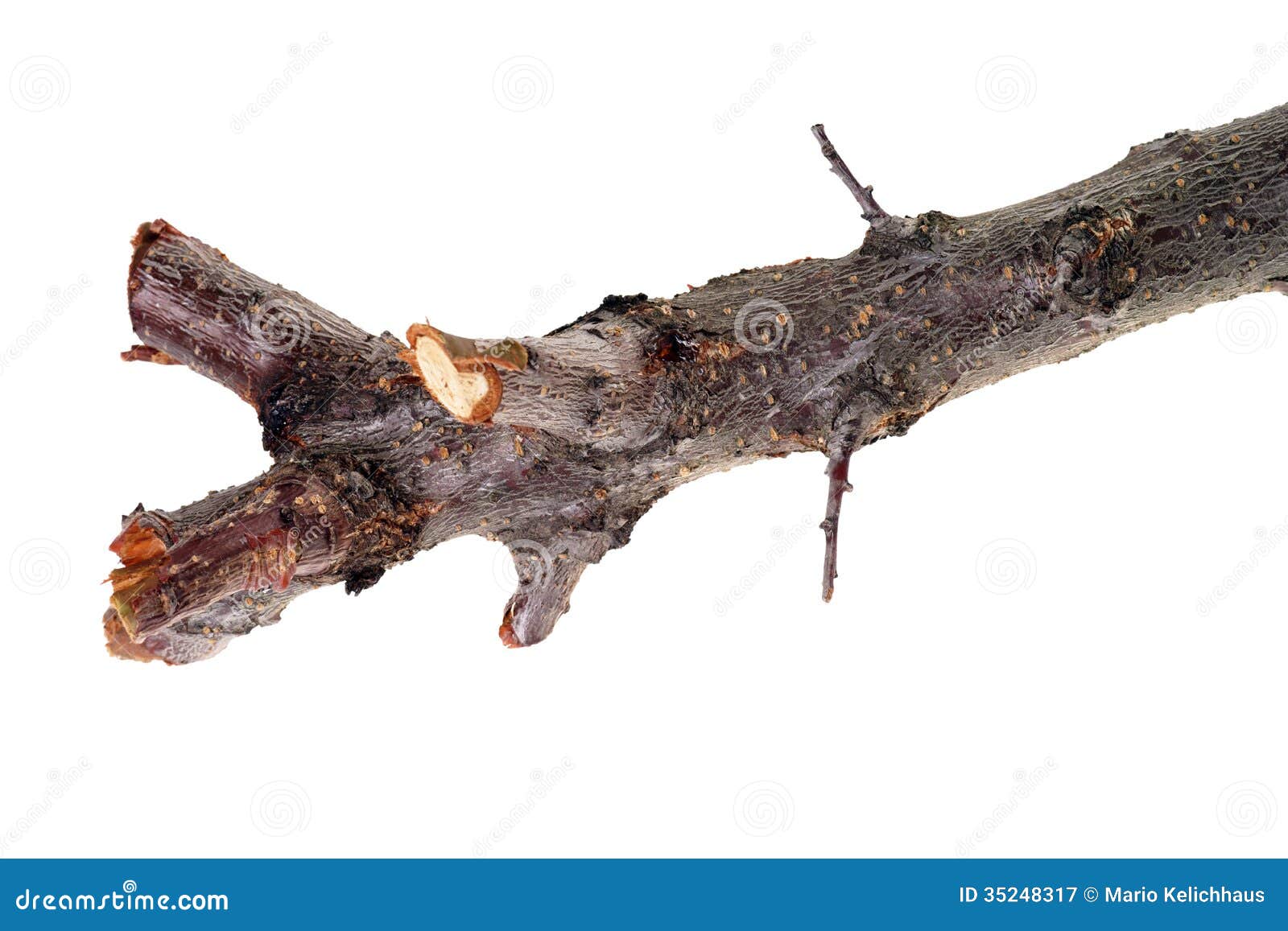 Branch stock image. Image of natural, nature, wooden - 35248317