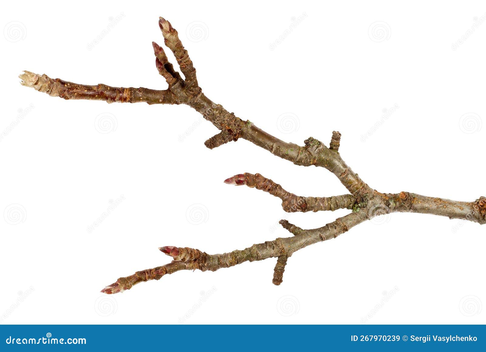 The Branch of the Tree is Isolated on a White Background. Stock Image ...
