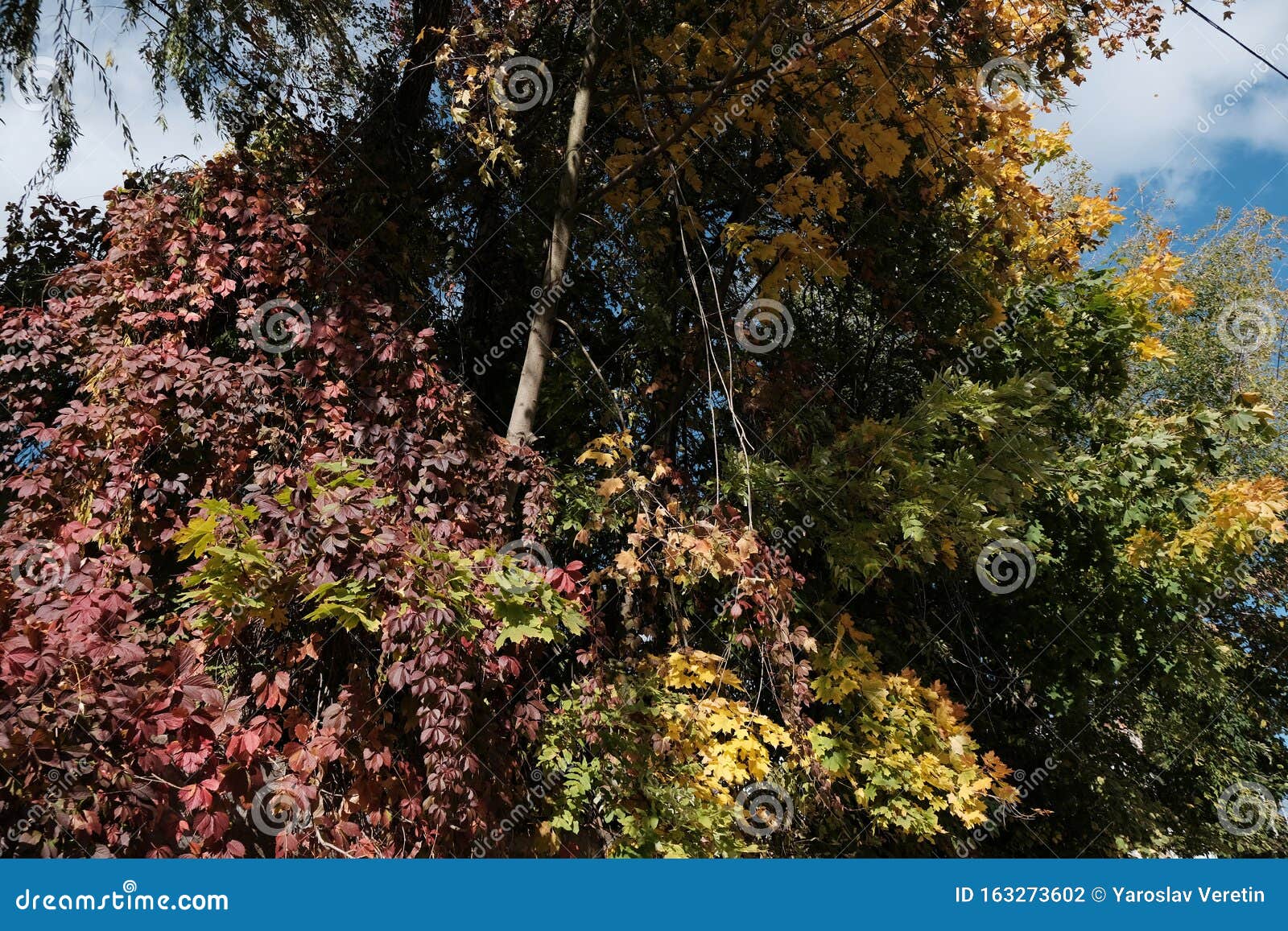 Branch of Tree with Leaves Different Colors Stock Photo - Image of ...