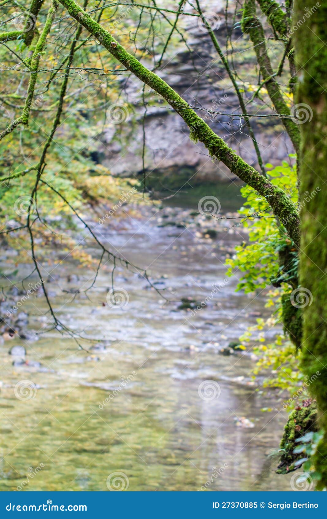 Branch of tree over river stock image. Image of water - 27370885