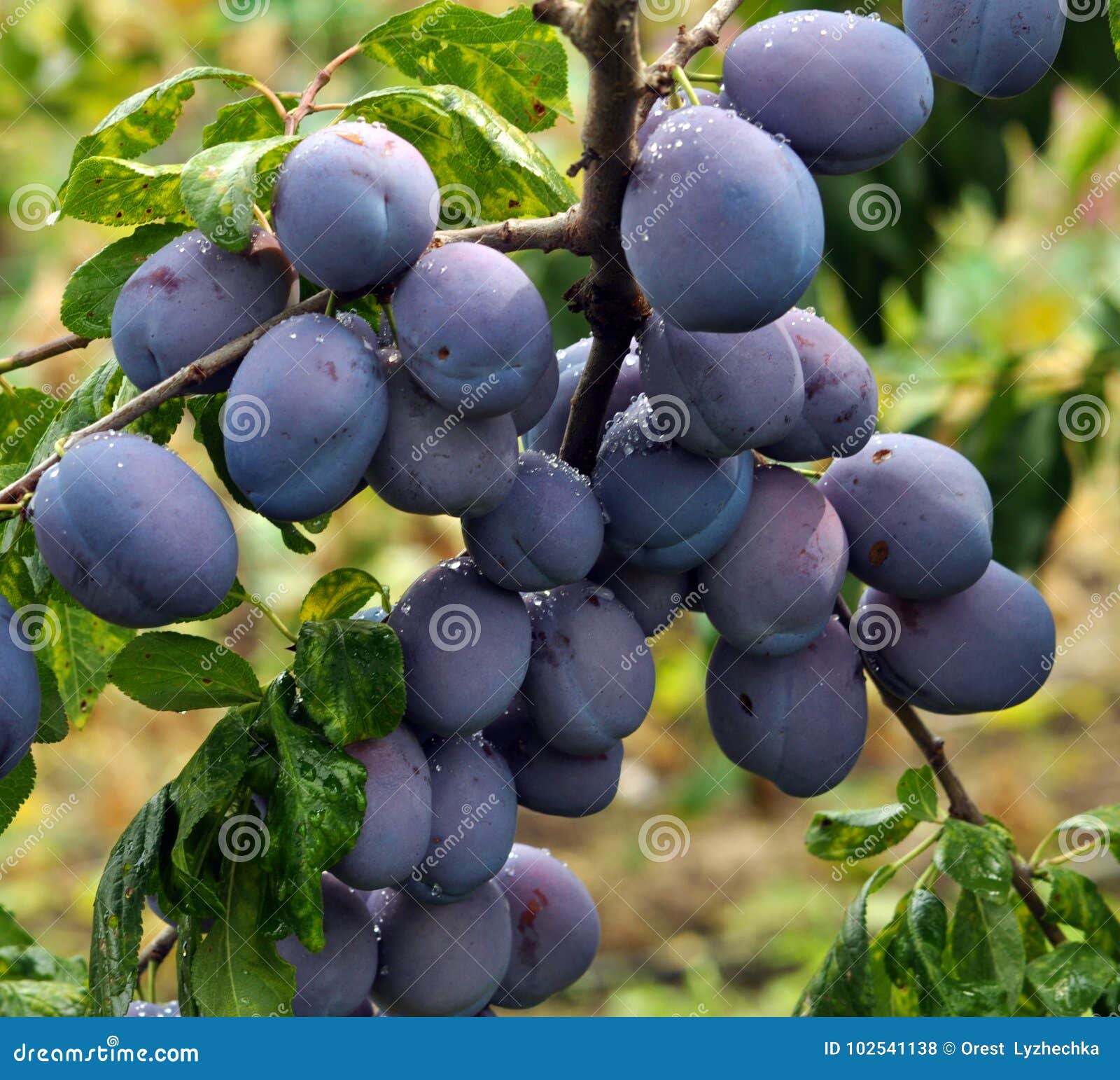 On a Branch of a Tree of Plum Stock Photo - Image of harvest, tree ...