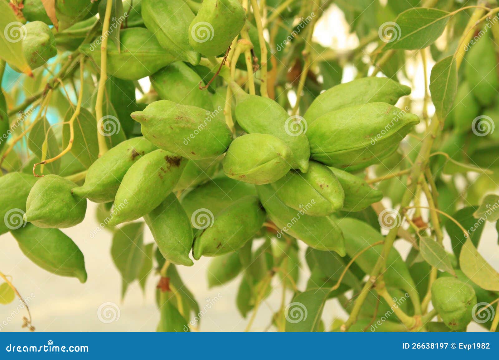 Branch of a tree with pods stock image. Image of meal - 26638197