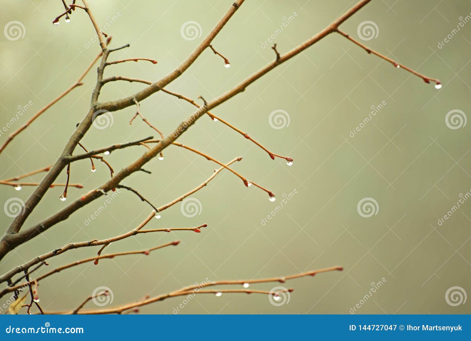 A Branch of a Tree with Raindrops in Early Spring. the Buds are Visible ...