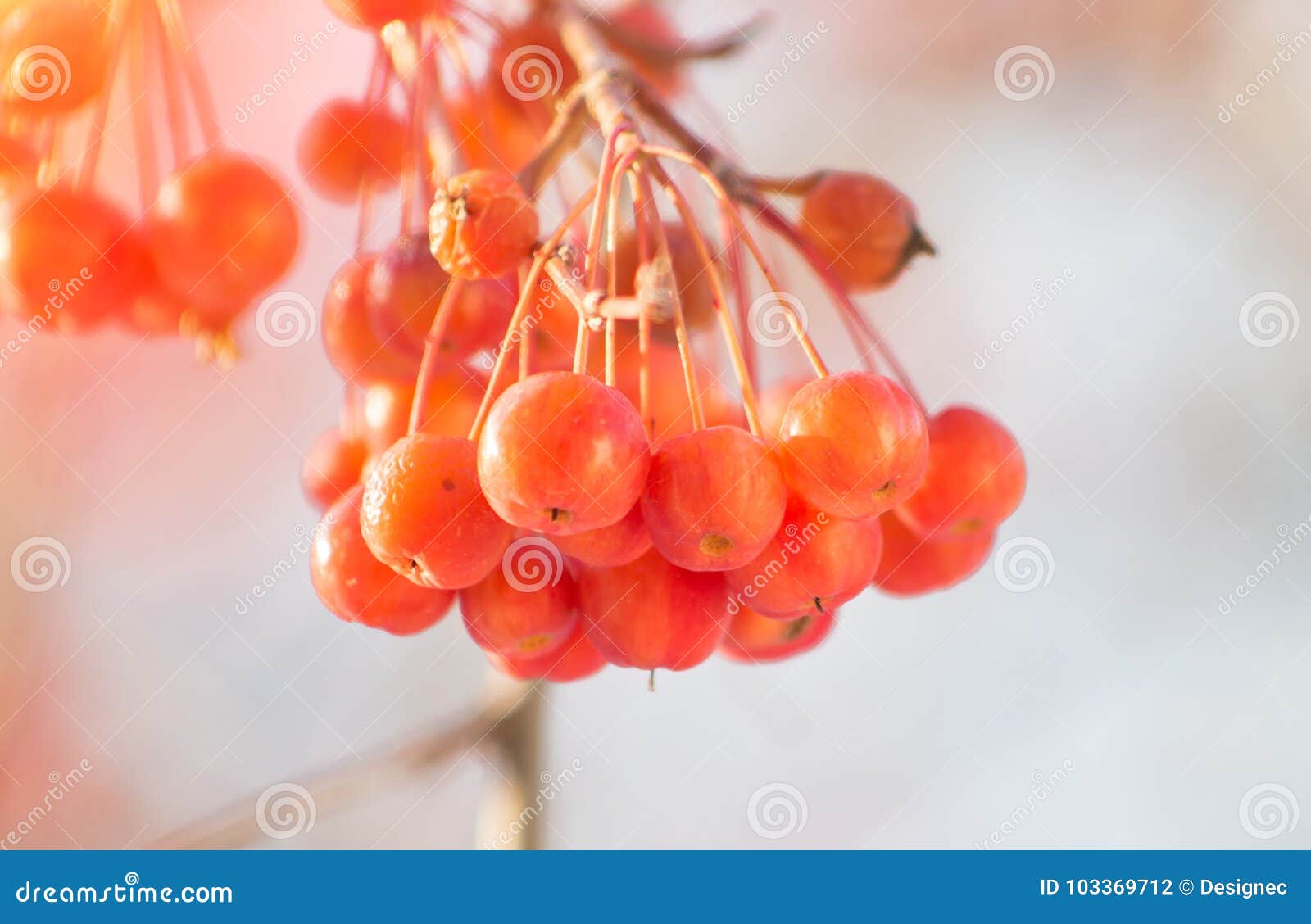 Branch of a Tree with Red Berries. Apple Tree Stock Photo - Image of ...