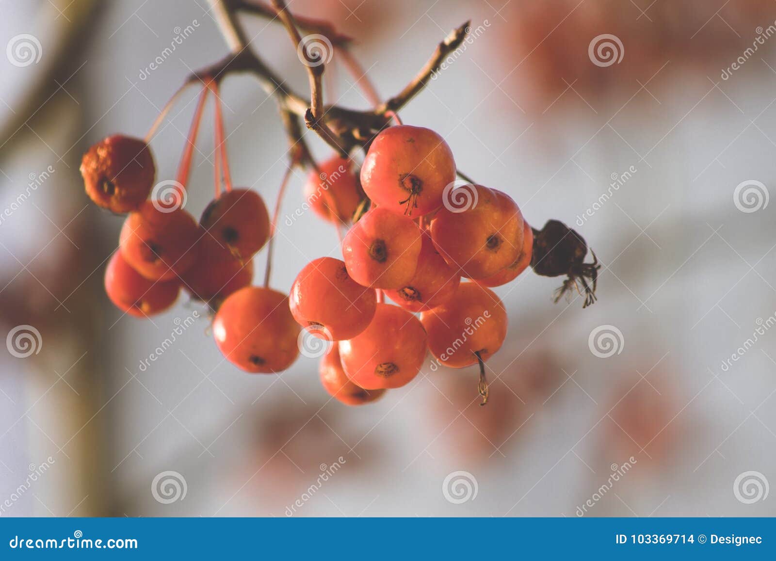 Branch of a Tree with Red Berries. Apple Tree Stock Photo - Image of ...