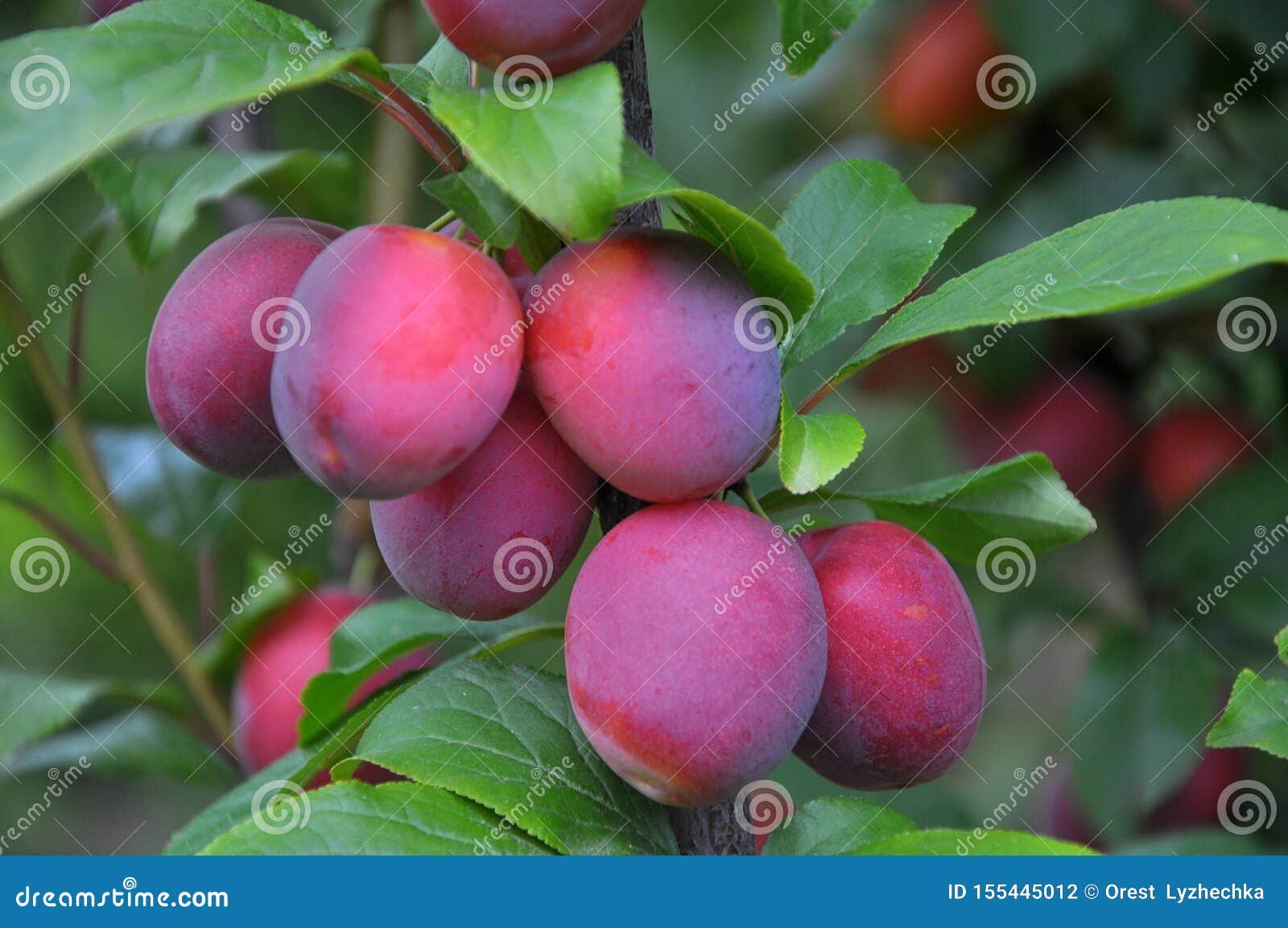 On the Branch of the Tree are Ripe Plums Stock Photo - Image of harvest ...