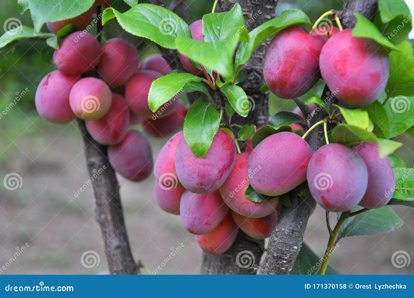 On the Branch of the Tree are Ripe Plums Stock Photo - Image of healthy ...
