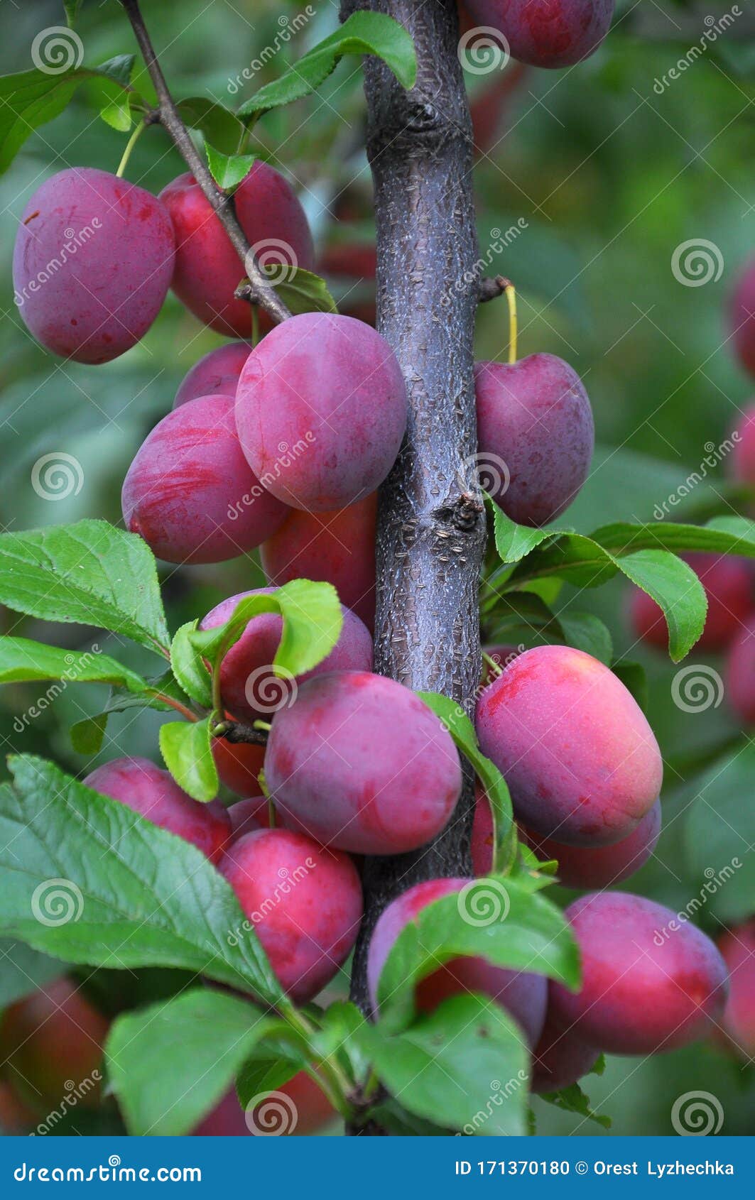On the Branch of the Tree are Ripe Plums Stock Photo - Image of macro ...