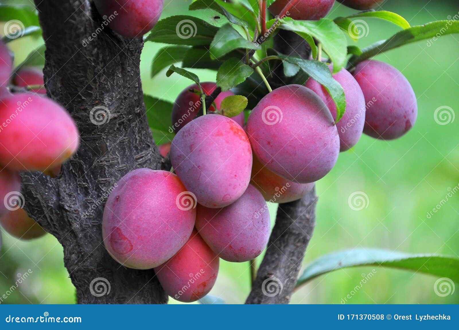 On the Branch of the Tree are Ripe Plums Stock Photo - Image of stem ...