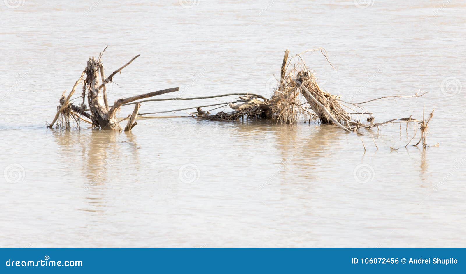 Branch of a Tree in the River Stock Photo - Image of hole, black: 106072456