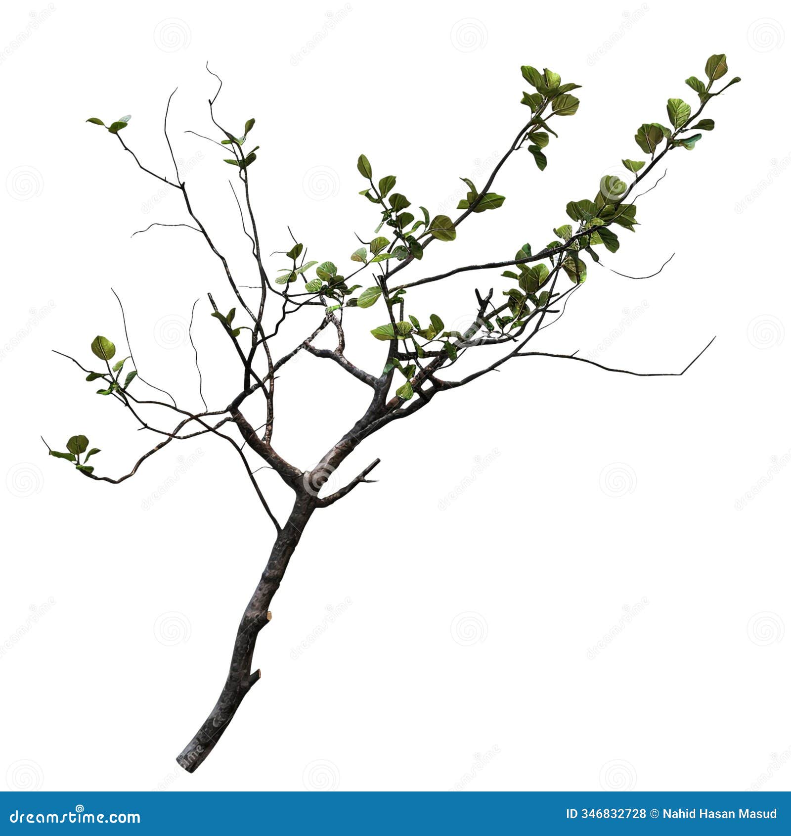 A Branch of Tree Set on White Background Render Ultra, Generative AI ...