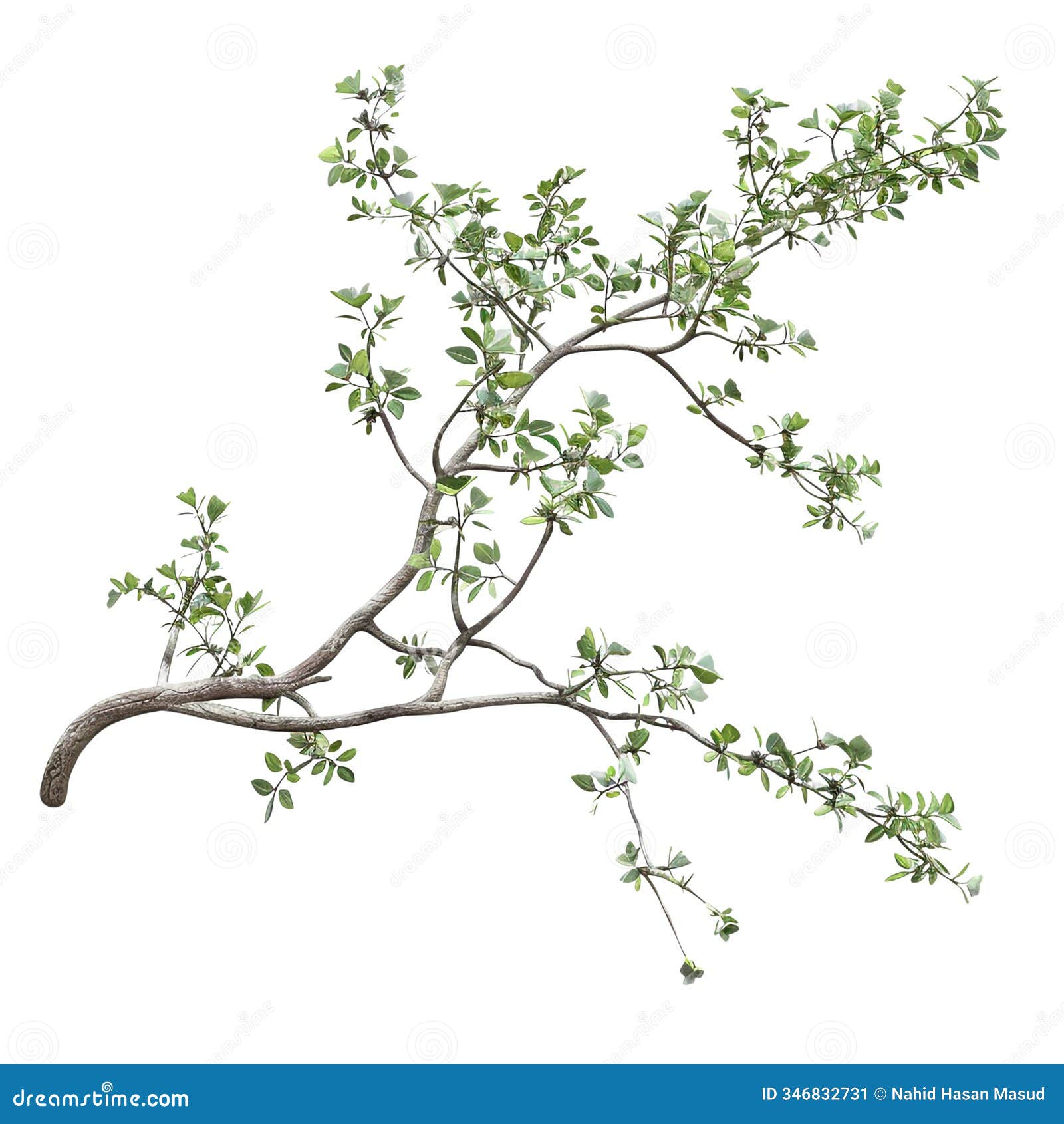 A Branch of Tree Set on White Background Render Ultra, Generative AI ...