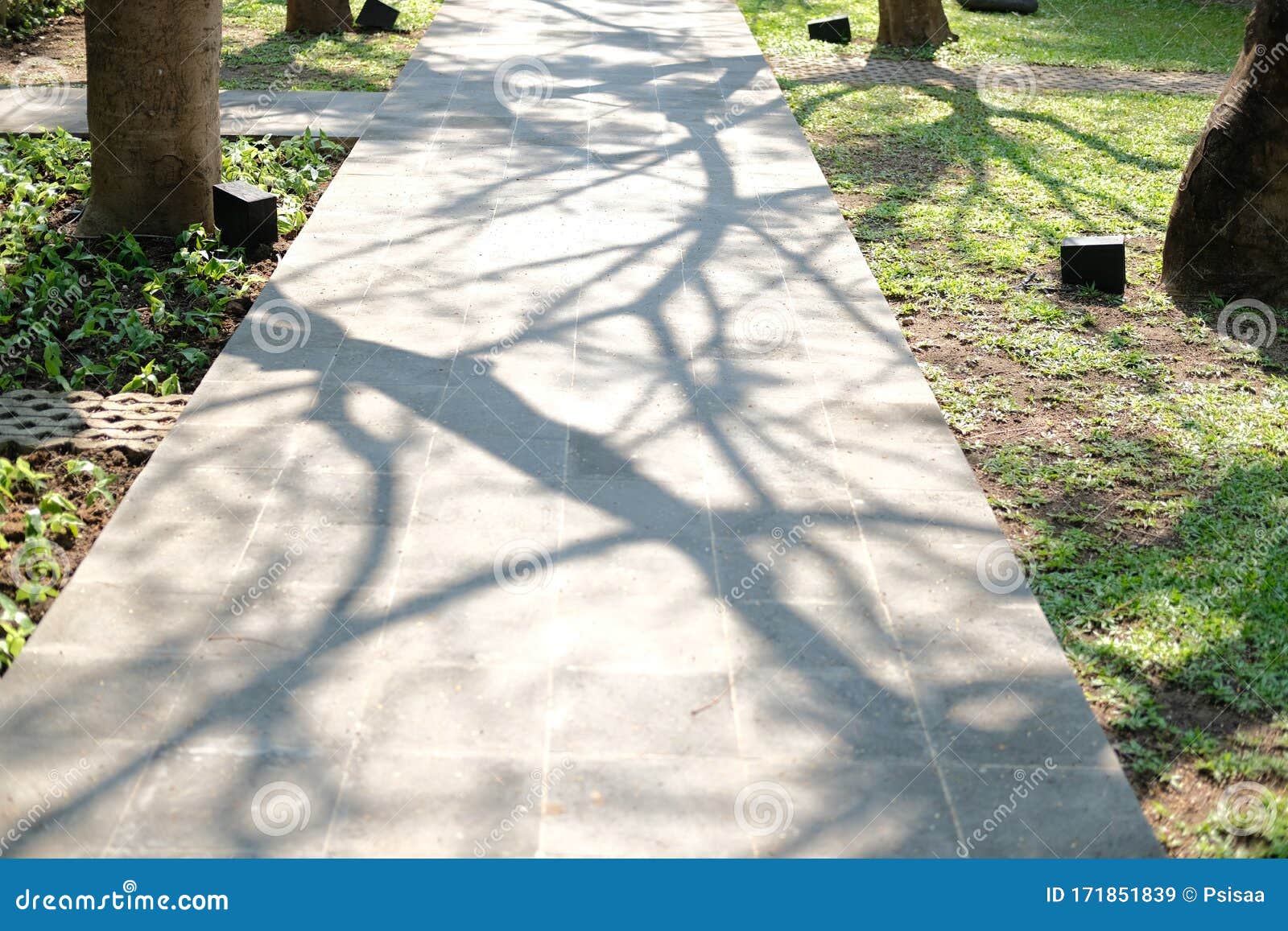 Branch Tree Shadow on Walkway Pathway in Garden Stock Image - Image of ...