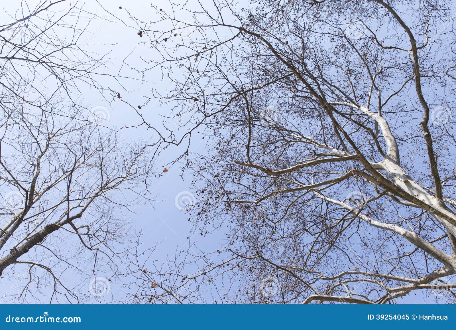 Branch of tree in sky stock image. Image of sunset, sprout - 39254045